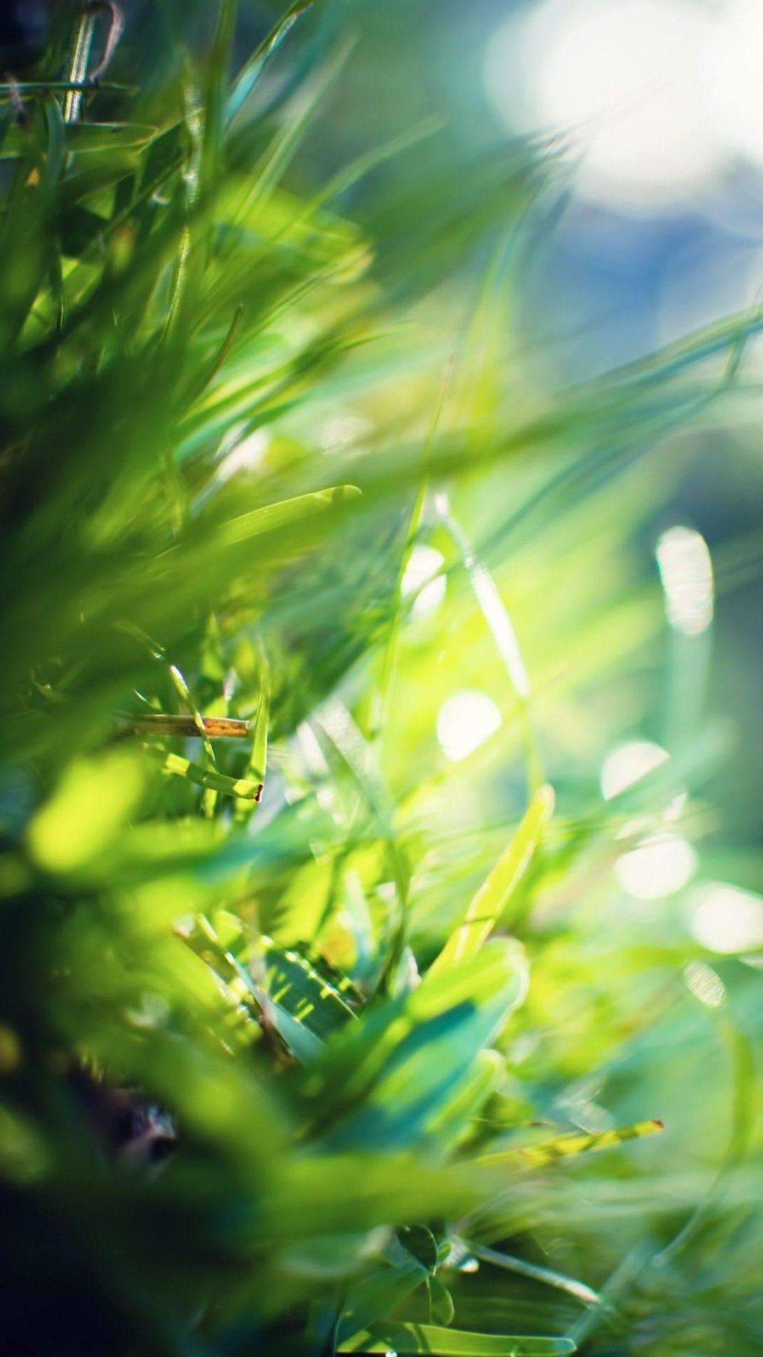 Grass iPhone Wallpapers - Top Free Grass iPhone Backgrounds ...