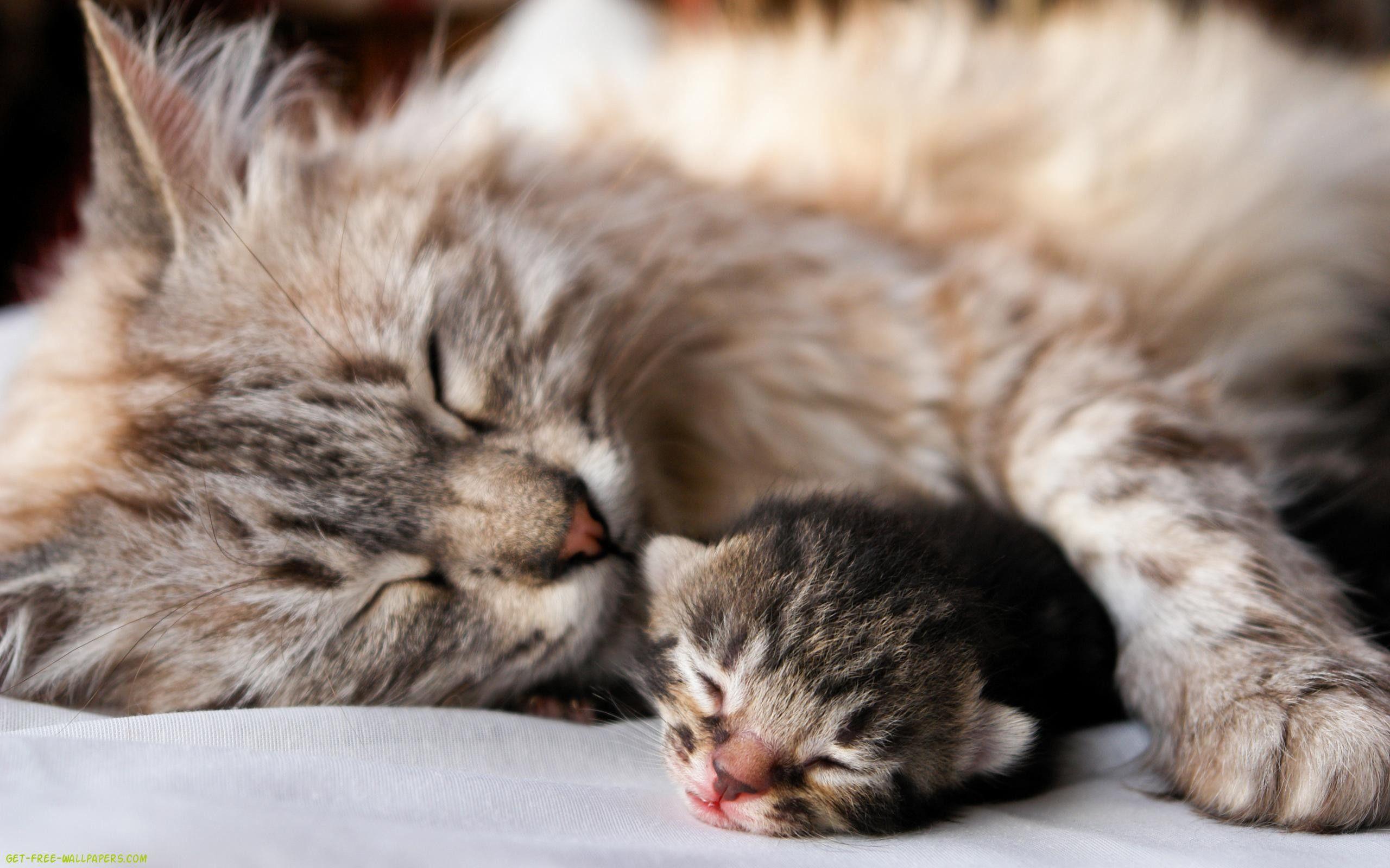 Baby Cat Wallpapers - Top Free Baby Cat Backgrounds - WallpaperAccess