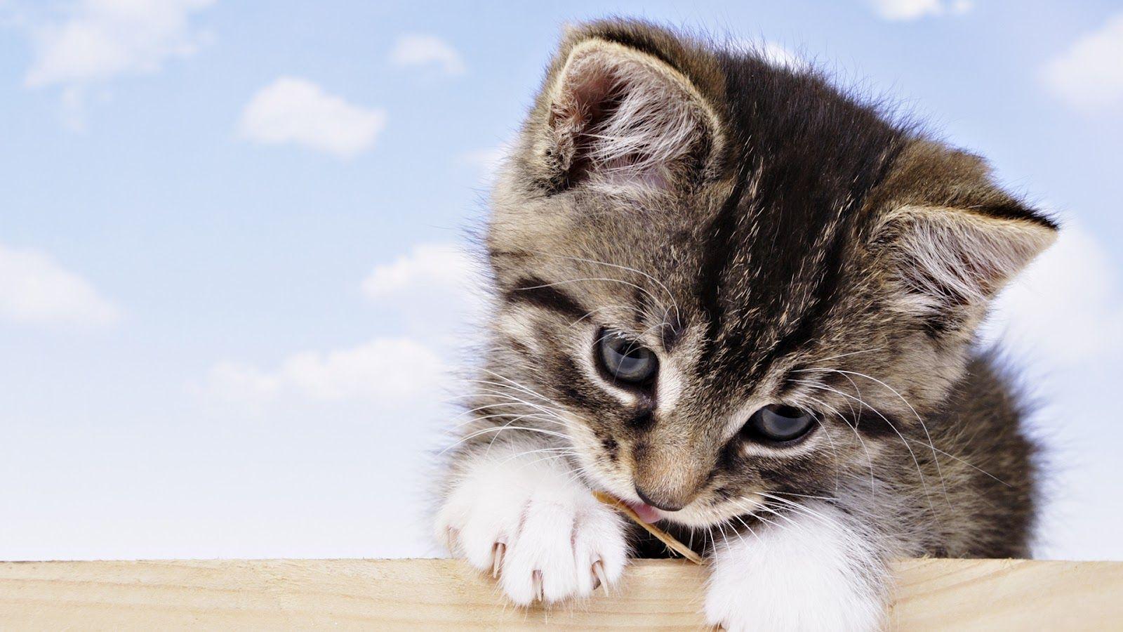 Baby Cat Wallpapers - Top Free Baby Cat Backgrounds - WallpaperAccess