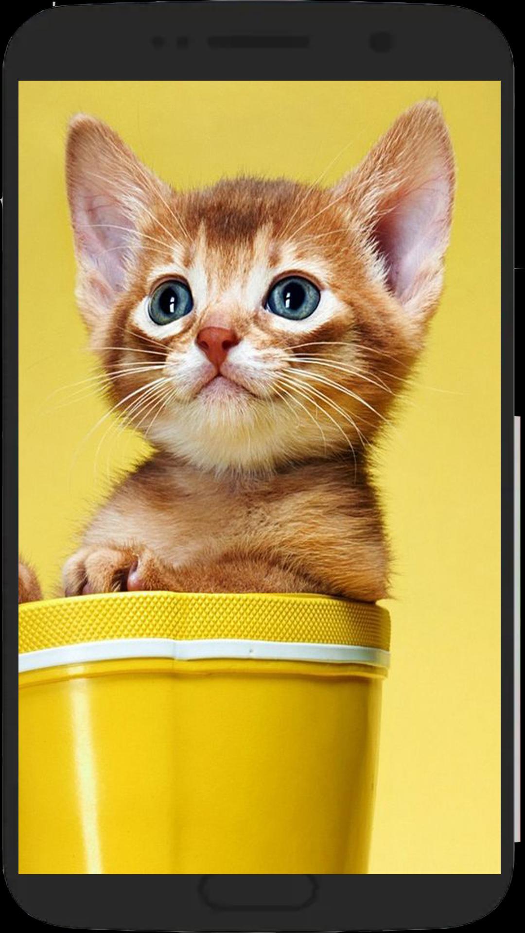 Baby Cat Wallpapers - Top Free Baby Cat Backgrounds - WallpaperAccess