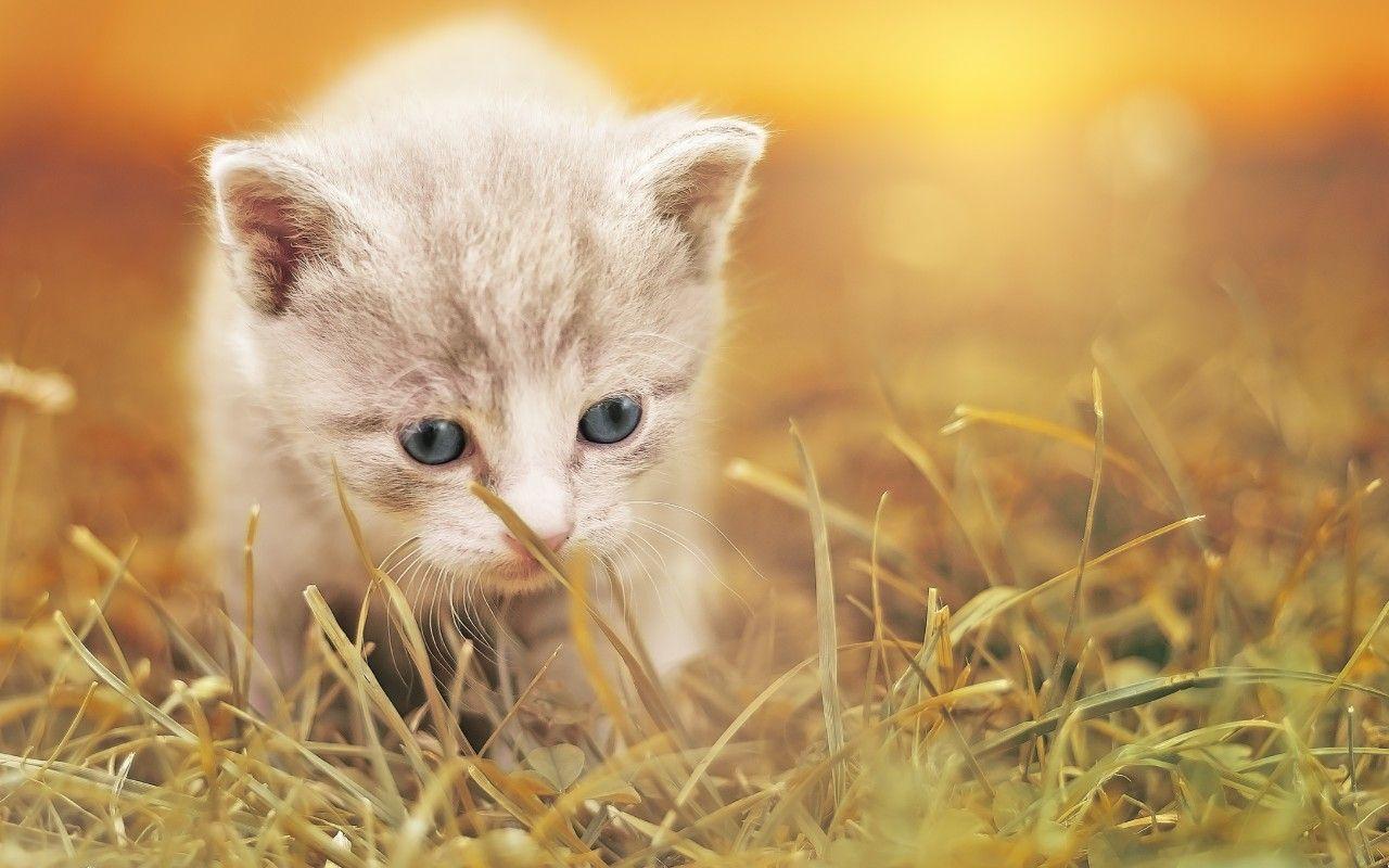 Baby Cat Wallpapers - Top Free Baby Cat Backgrounds - WallpaperAccess