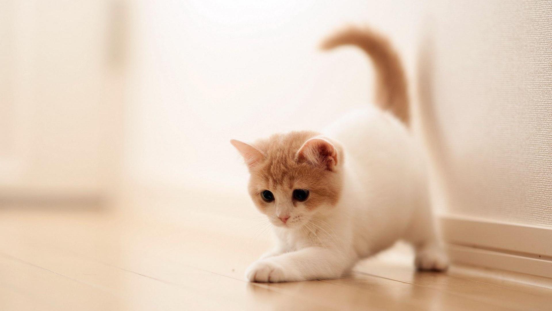 Baby Cat Wallpapers - Top Free Baby Cat Backgrounds - WallpaperAccess