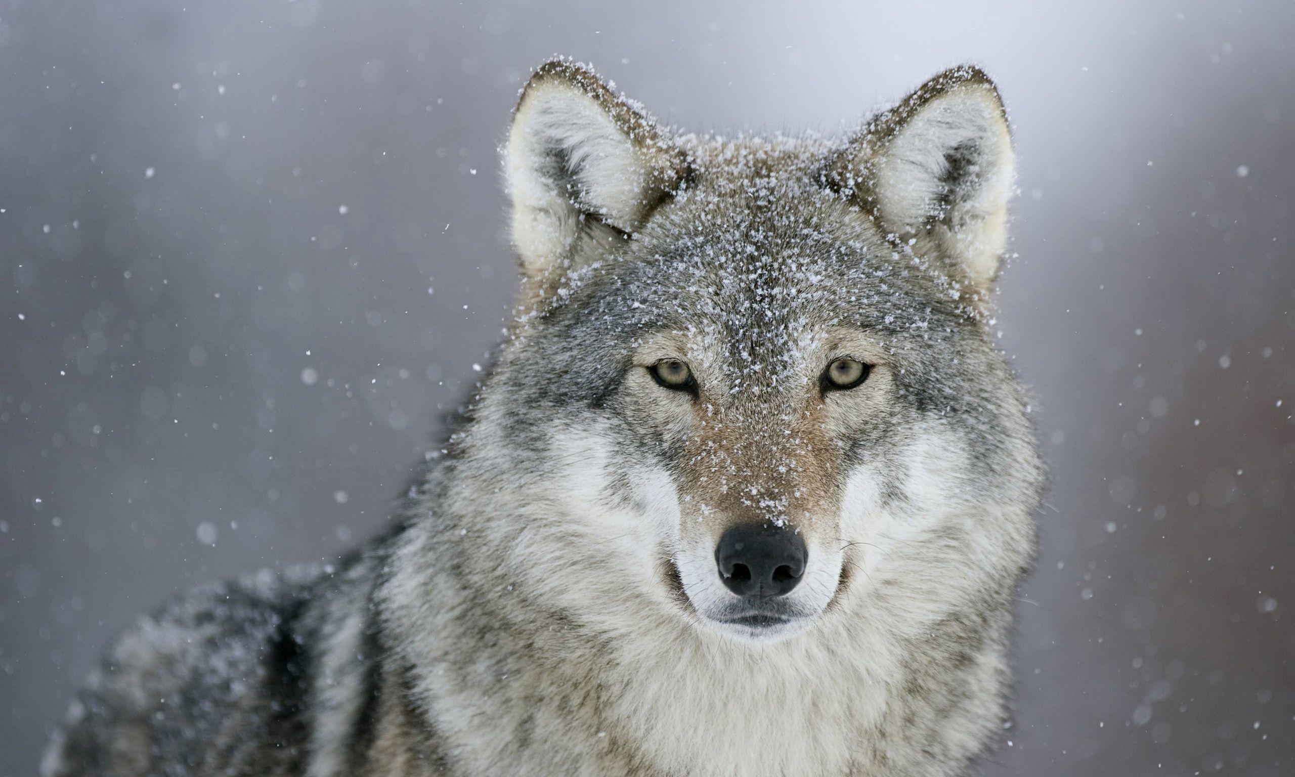 Wolf Eyes Wallpapers - Top Free Wolf Eyes Backgrounds - WallpaperAccess