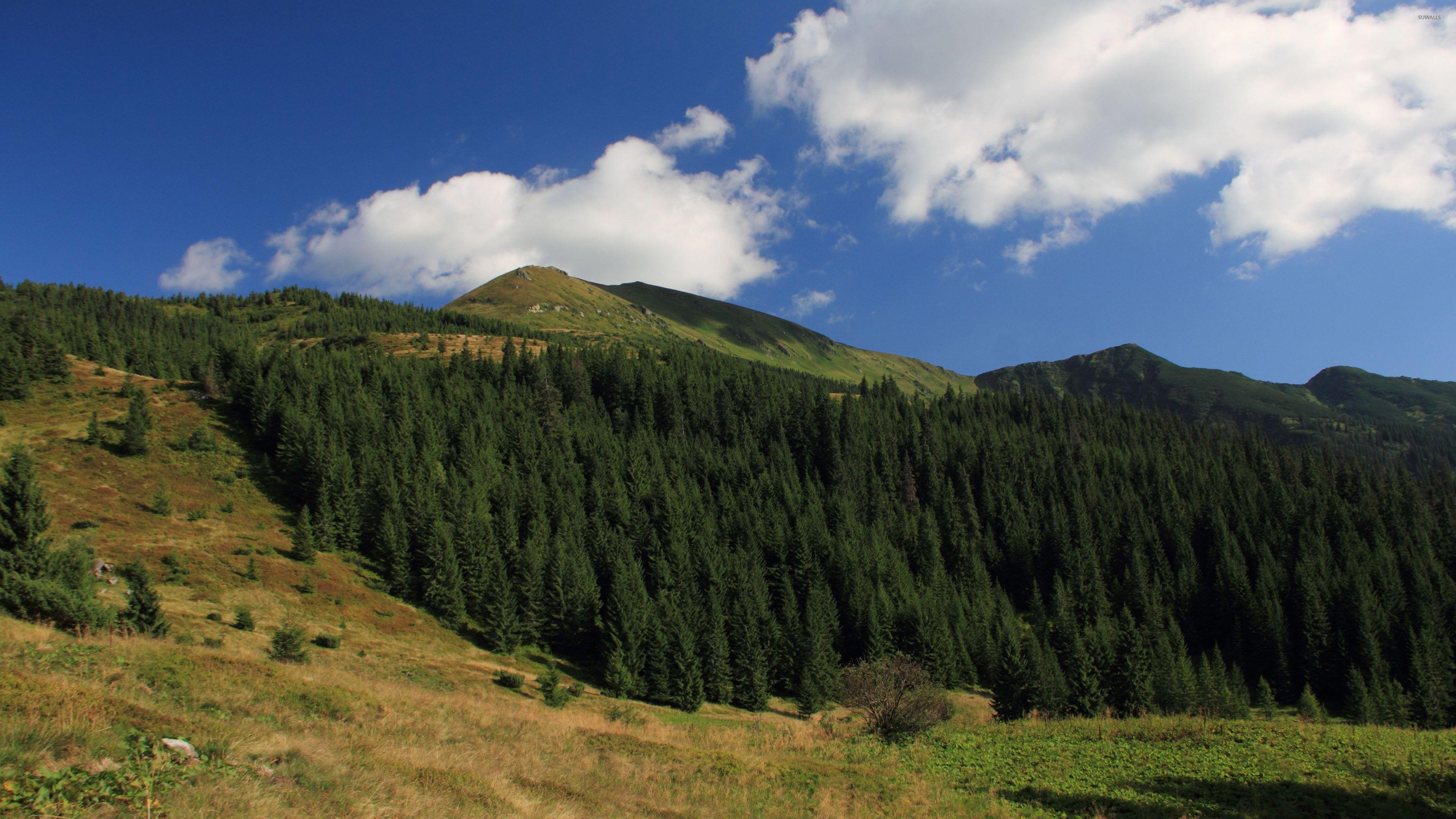 Forest Hills Wallpapers - Top Free Forest Hills Backgrounds ...