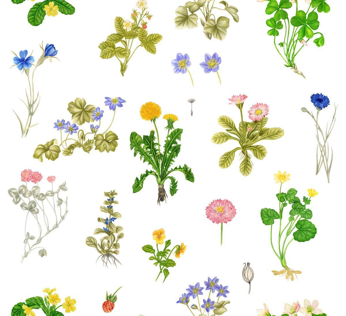 Botanical Wallpapers - Top Free Botanical Backgrounds - WallpaperAccess