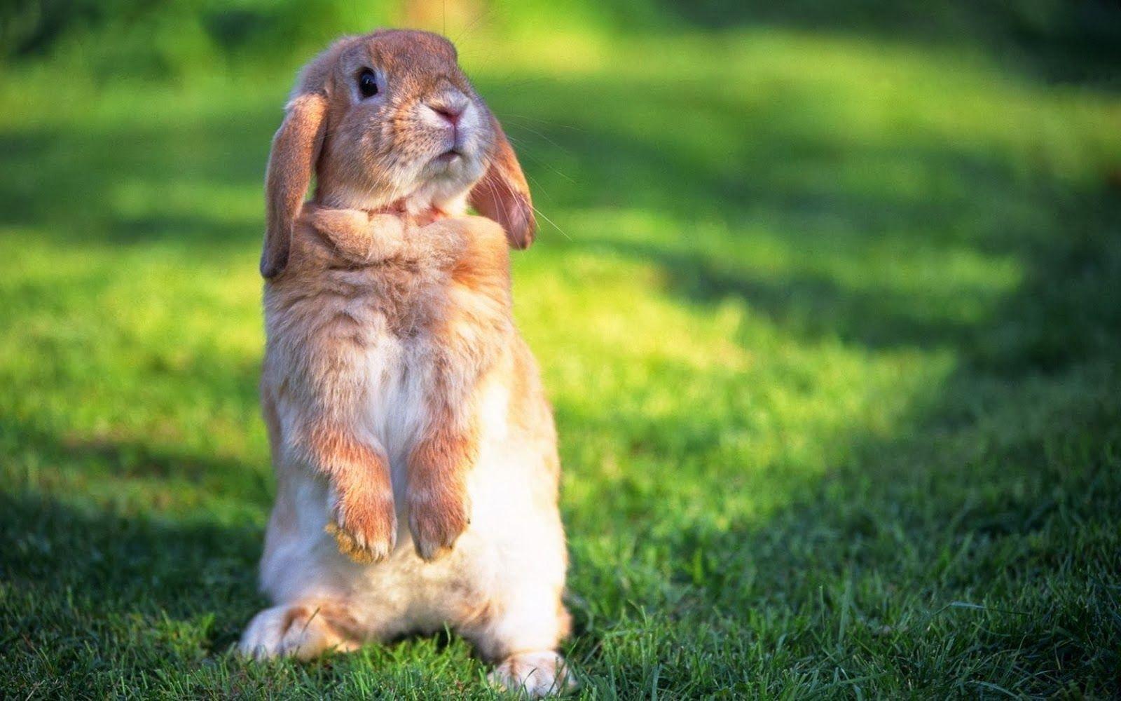 HD Bunnies Wallpapers - Top Free HD Bunnies Backgrounds - WallpaperAccess