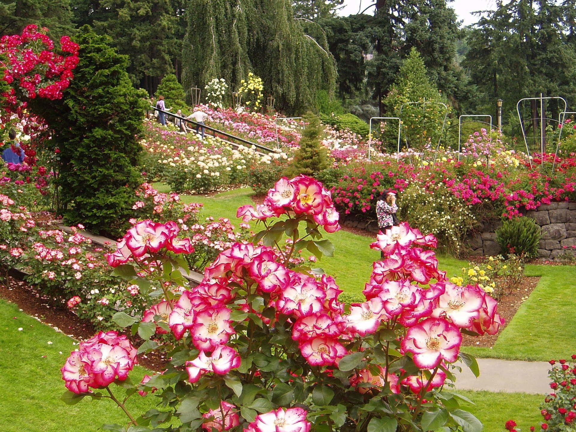 Rose Garden HD Wallpapers - Top Free Rose Garden HD Backgrounds ...