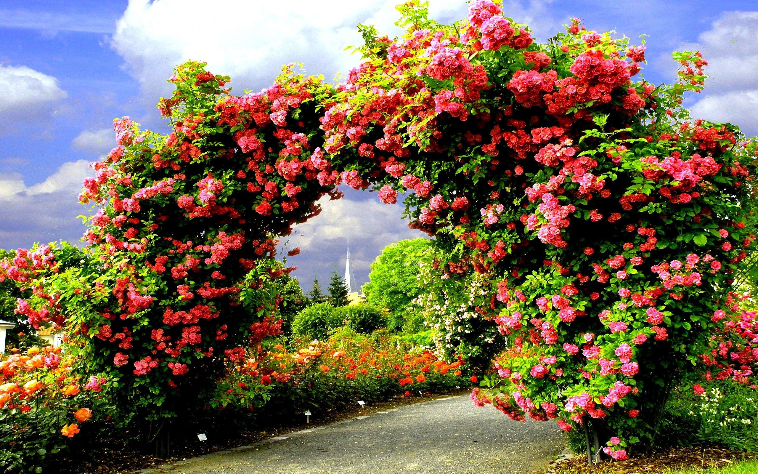 Rose Garden Desktop Wallpapers - Top Free Rose Garden Desktop ...