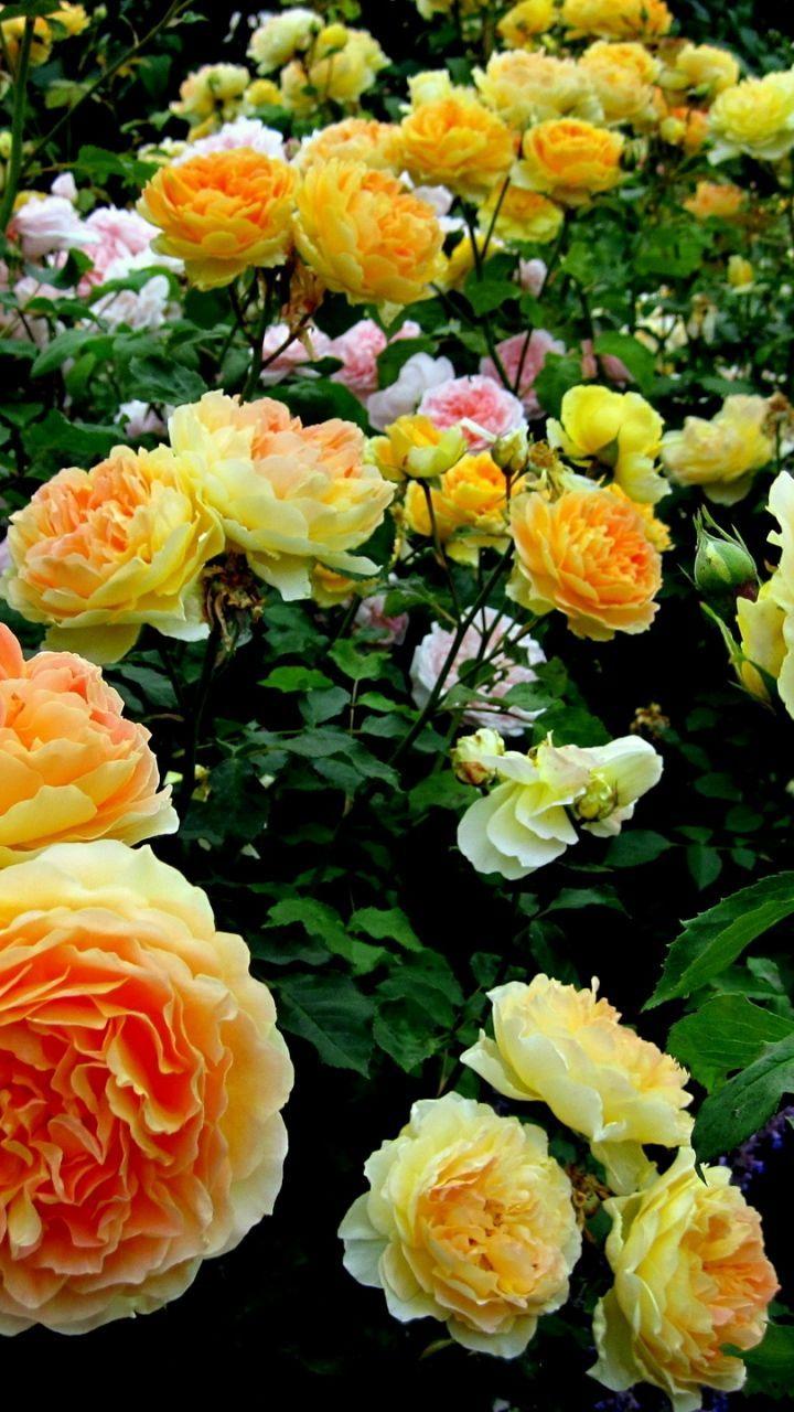 Rose Garden HD Wallpapers - Top Free Rose Garden HD Backgrounds ...