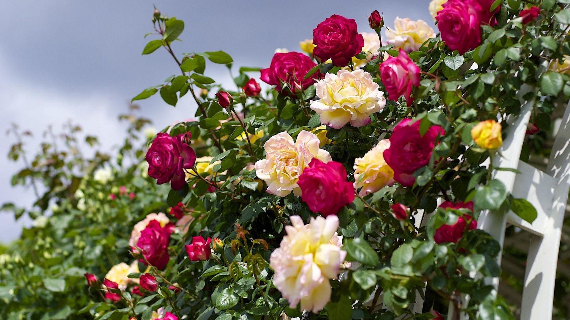 Rose Garden Hd Wallpapers Top Free Rose Garden Hd Backgrounds Wallpaperaccess