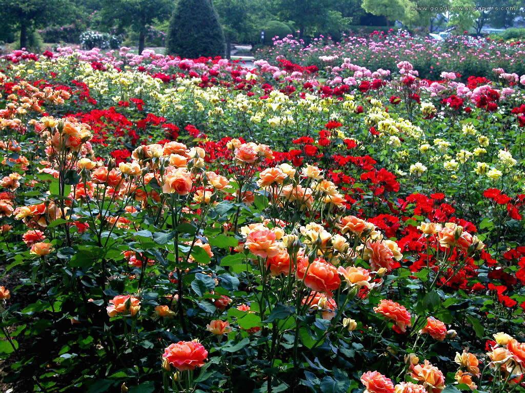 Rose Garden HD Wallpapers - Top Free Rose Garden HD Backgrounds ...