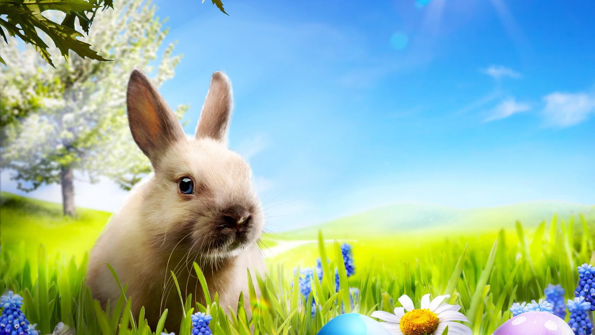 Easter Bunny Wallpapers - Top Free Easter Bunny Backgrounds ...