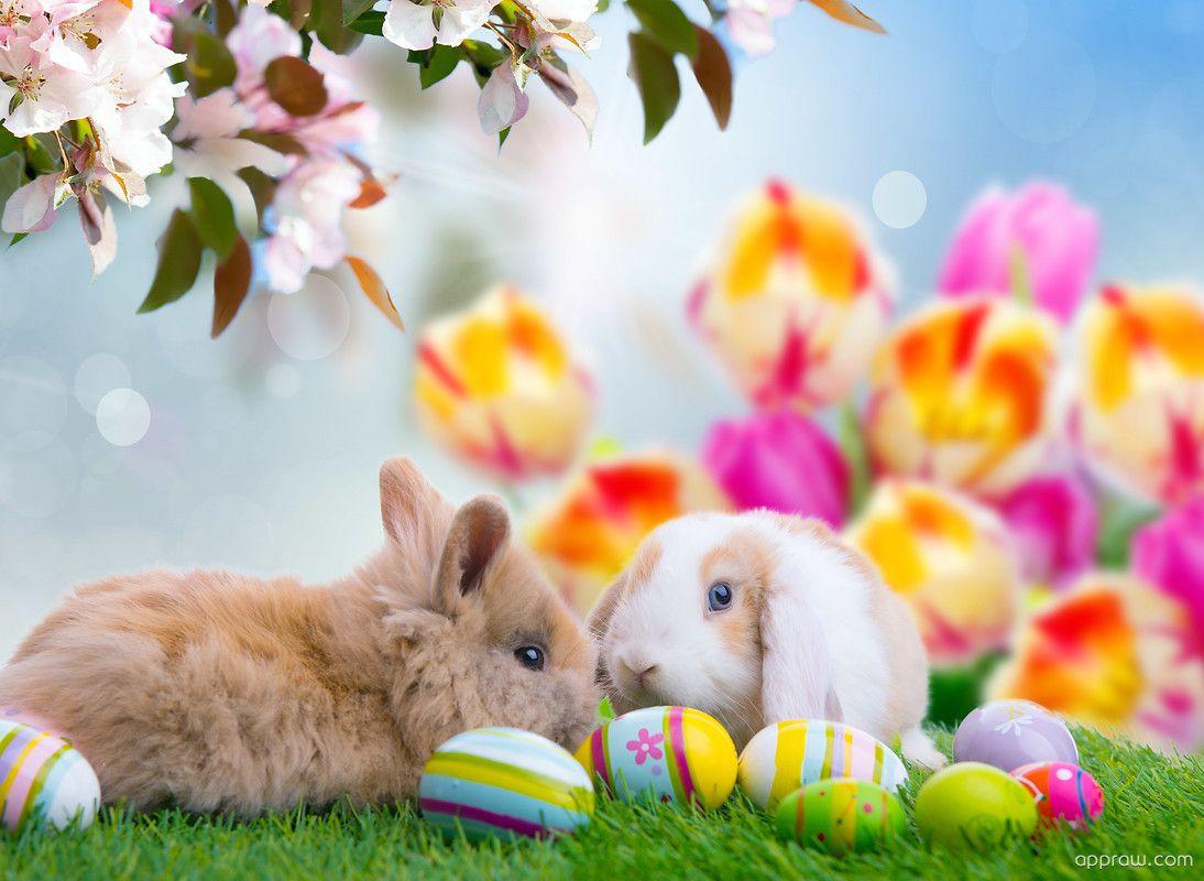 Easter Bunny Wallpapers - Top Free Easter Bunny Backgrounds ...