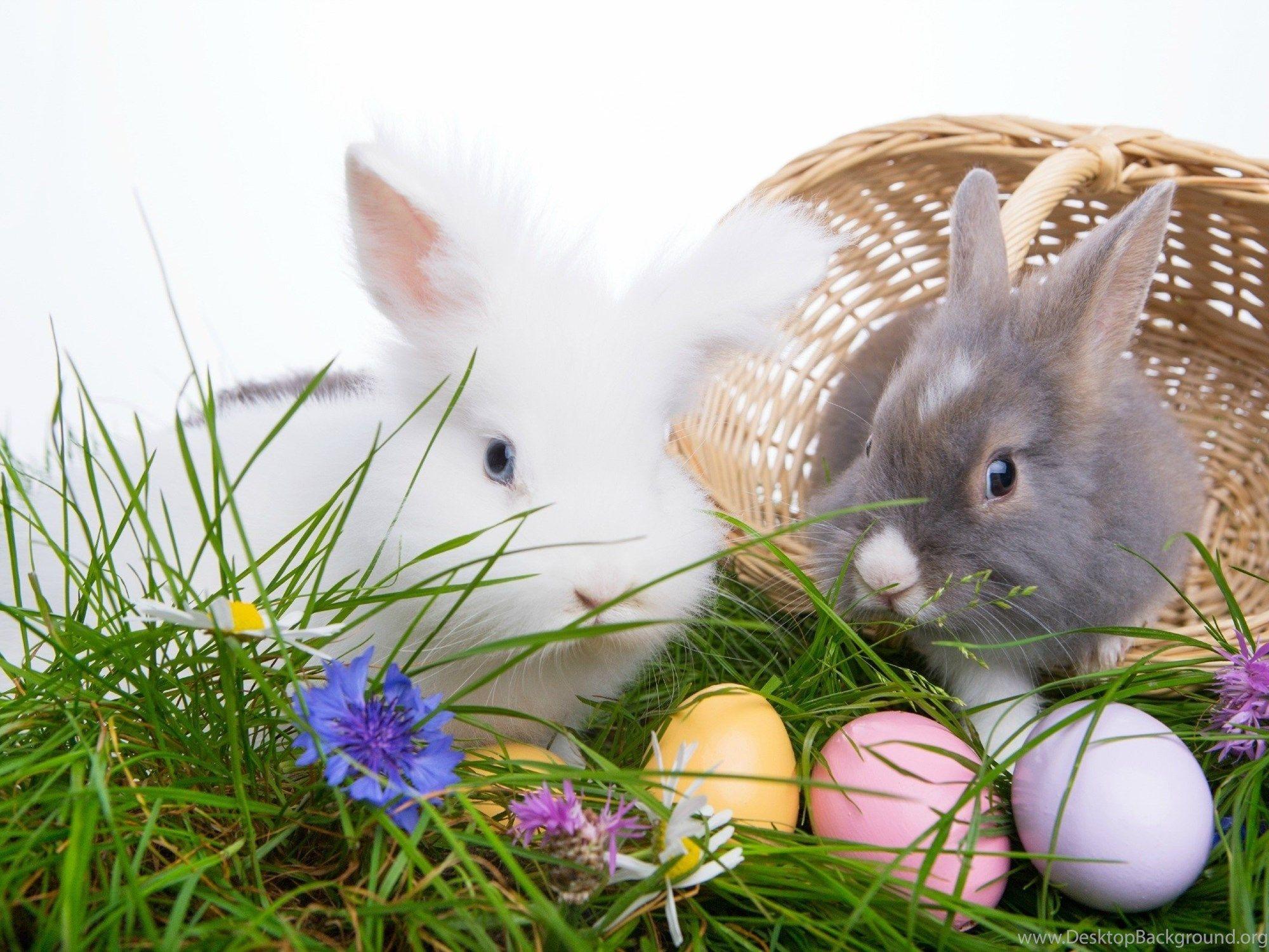Easter Bunny Wallpapers - Top Free Easter Bunny Backgrounds ...