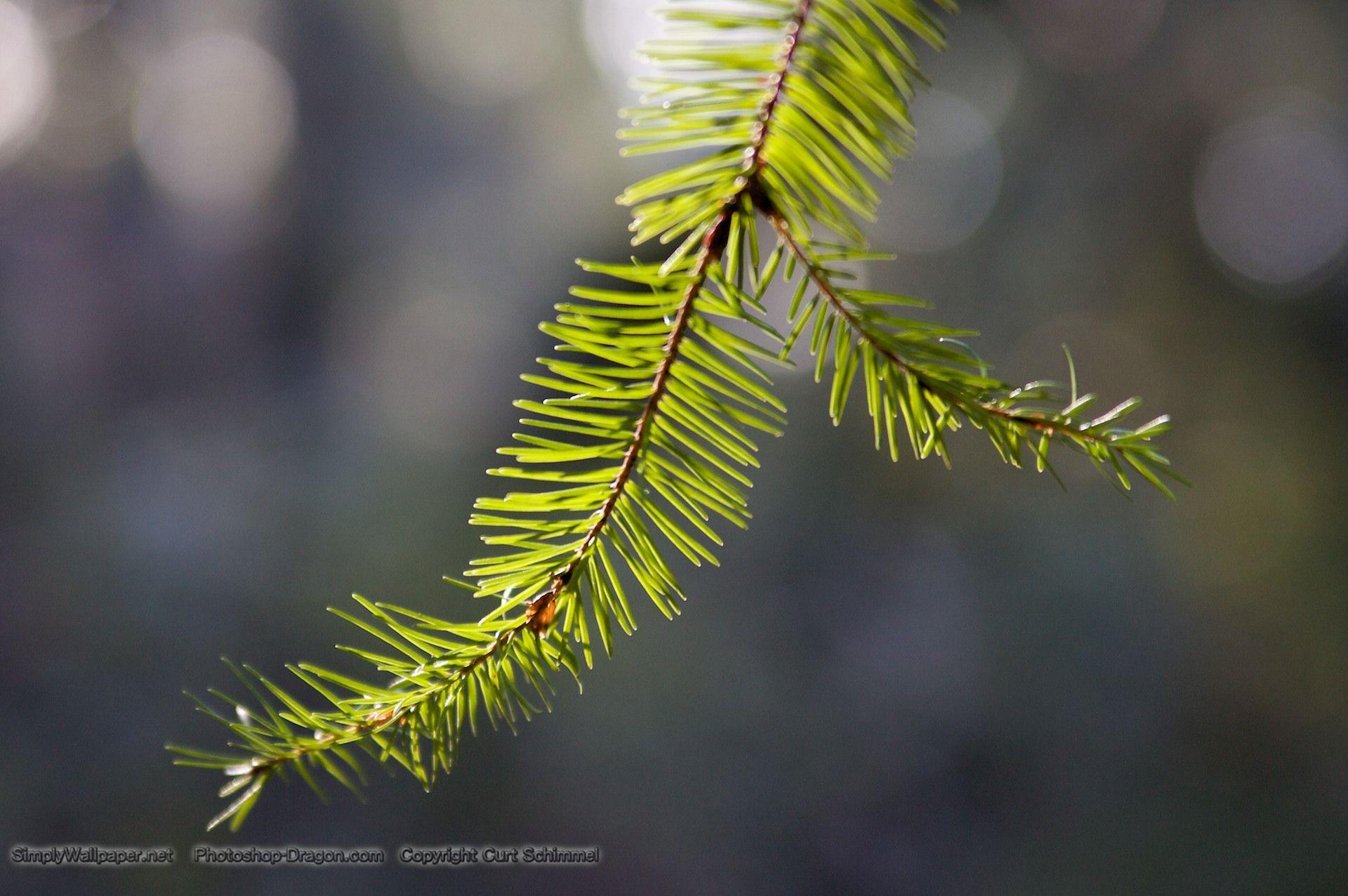 Evergreen Wallpapers - Top Free Evergreen Backgrounds - WallpaperAccess