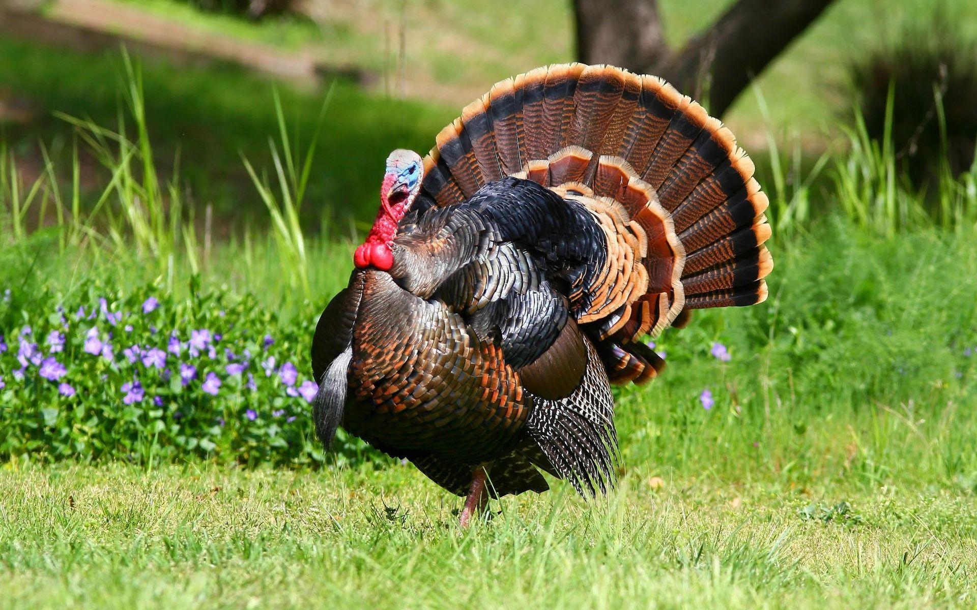 Wild Turkey Wallpapers - Top Free Wild Turkey Backgrounds - WallpaperAccess