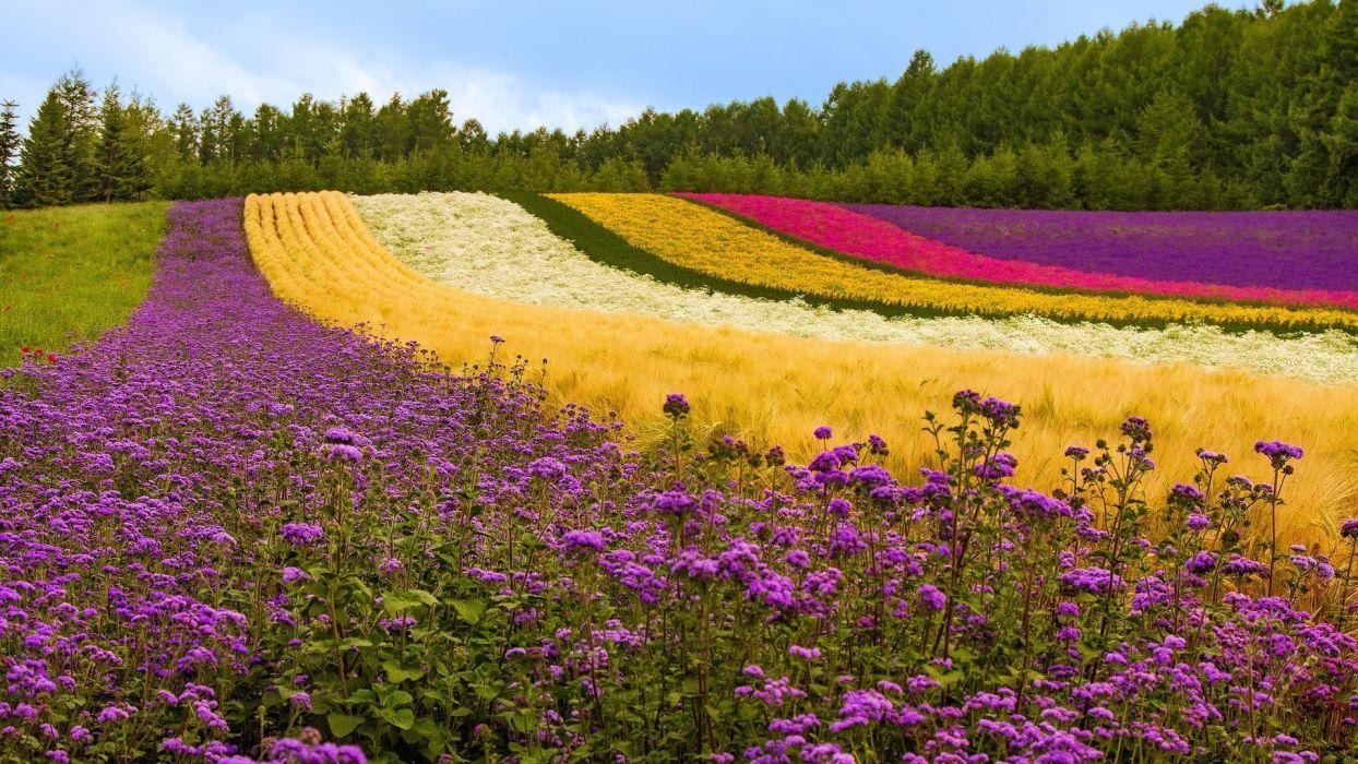 Flower Landscape Wallpapers - Top Free Flower Landscape Backgrounds ...