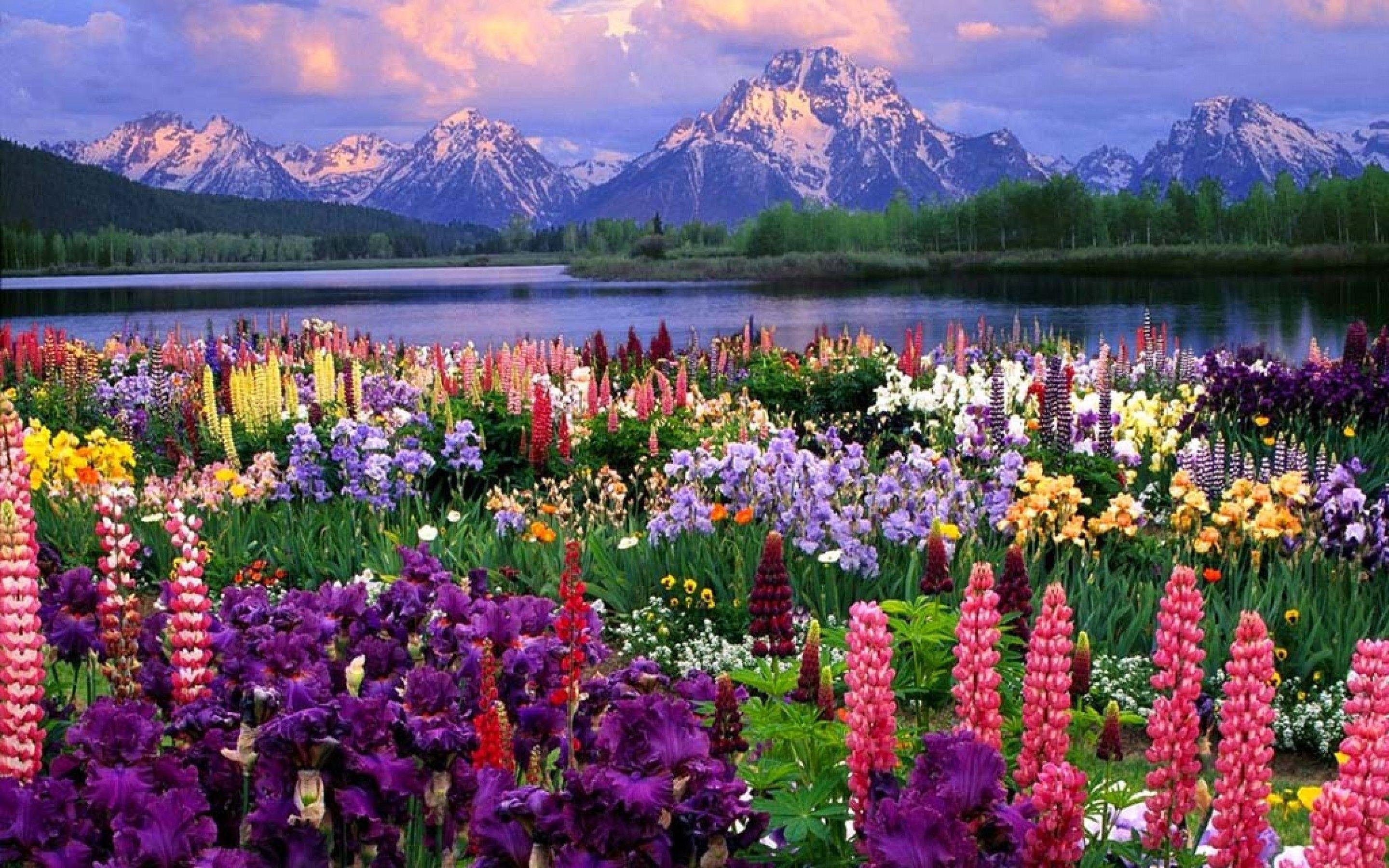 Flower Landscape Wallpapers - Top Free Flower Landscape Backgrounds ...