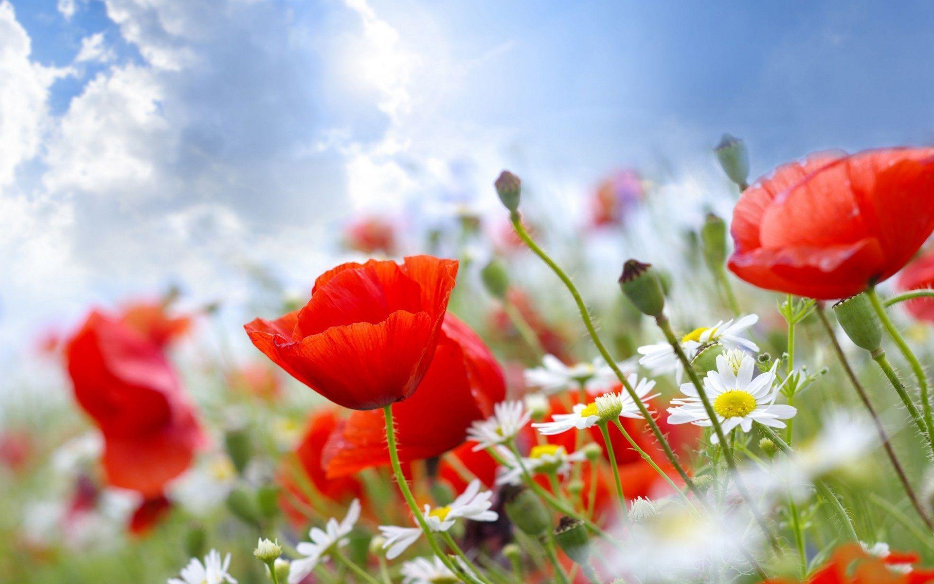 Flower Landscape Wallpapers - Top Free Flower Landscape Backgrounds ...