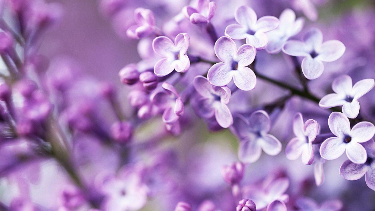 Flower Landscape Wallpapers - Top Free Flower Landscape Backgrounds ...