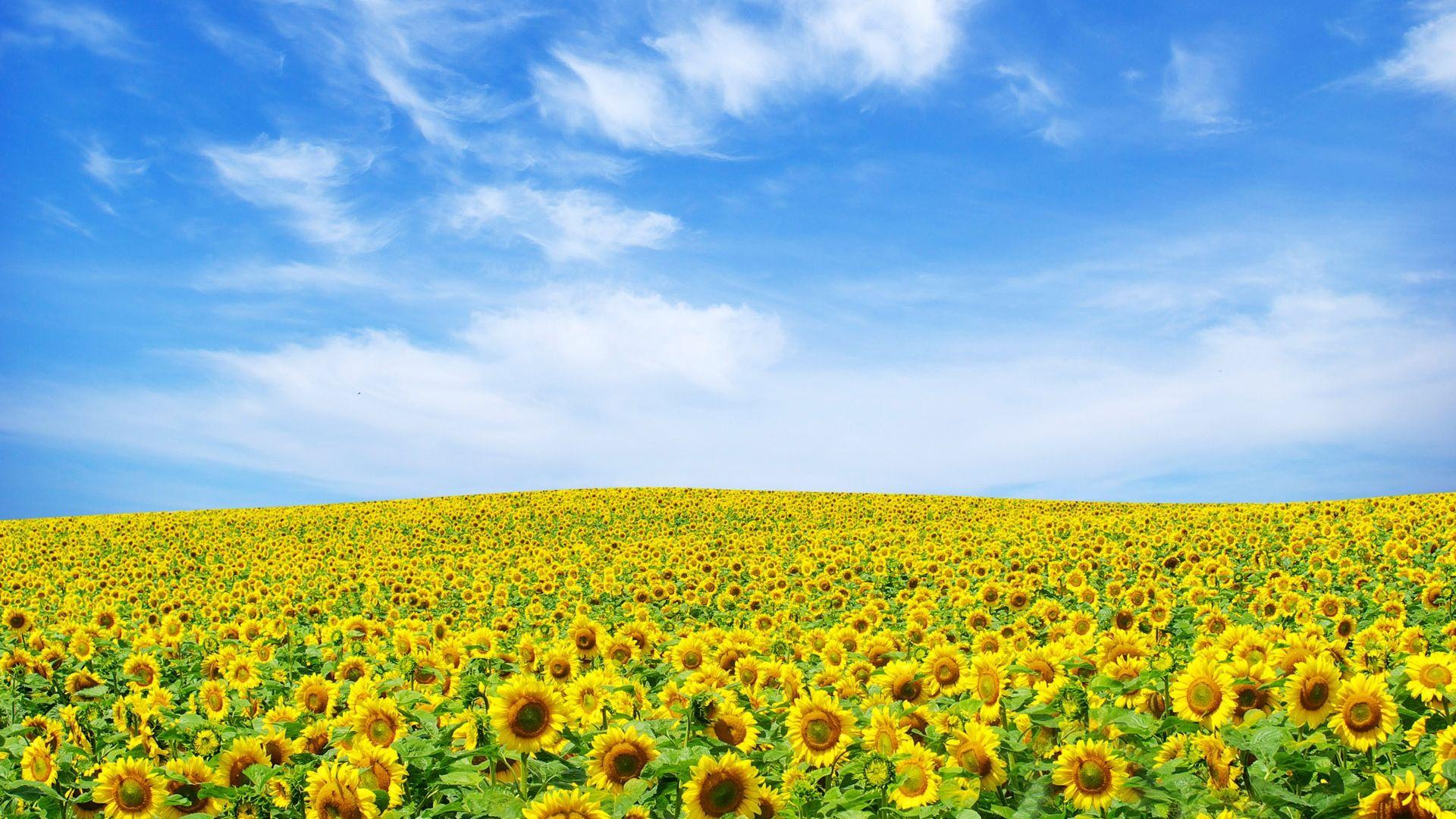 Flower Landscape Wallpapers - Top Free Flower Landscape Backgrounds ...