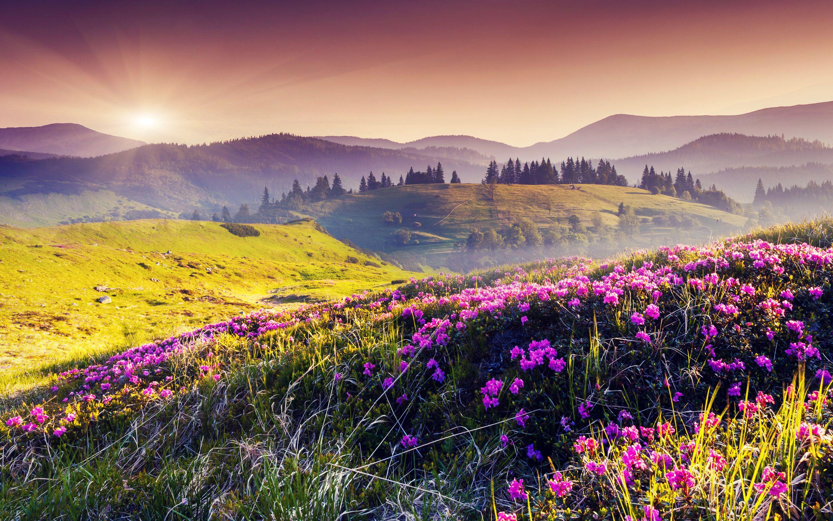 Flower Landscape Wallpapers - Top Free Flower Landscape Backgrounds ...