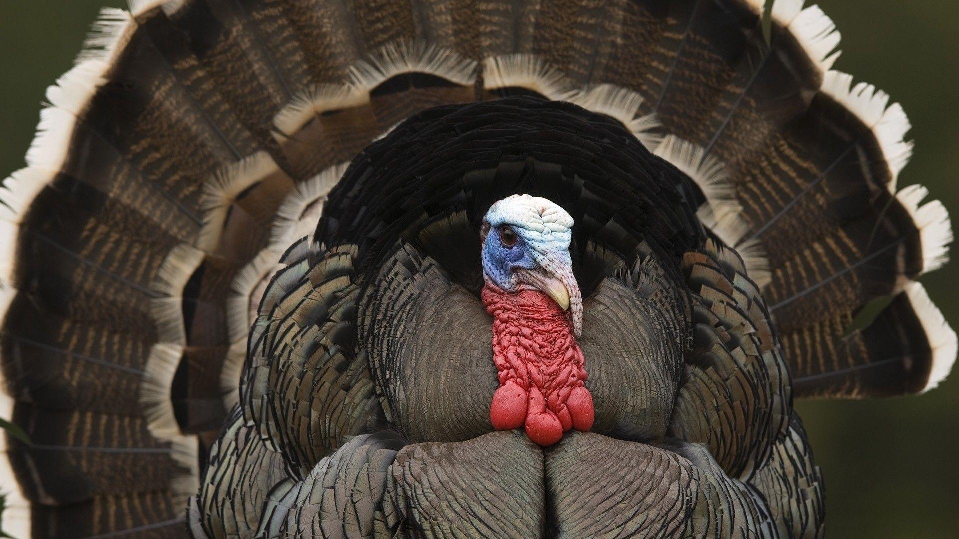 Wild Turkey Wallpapers - Top Free Wild Turkey Backgrounds - WallpaperAccess