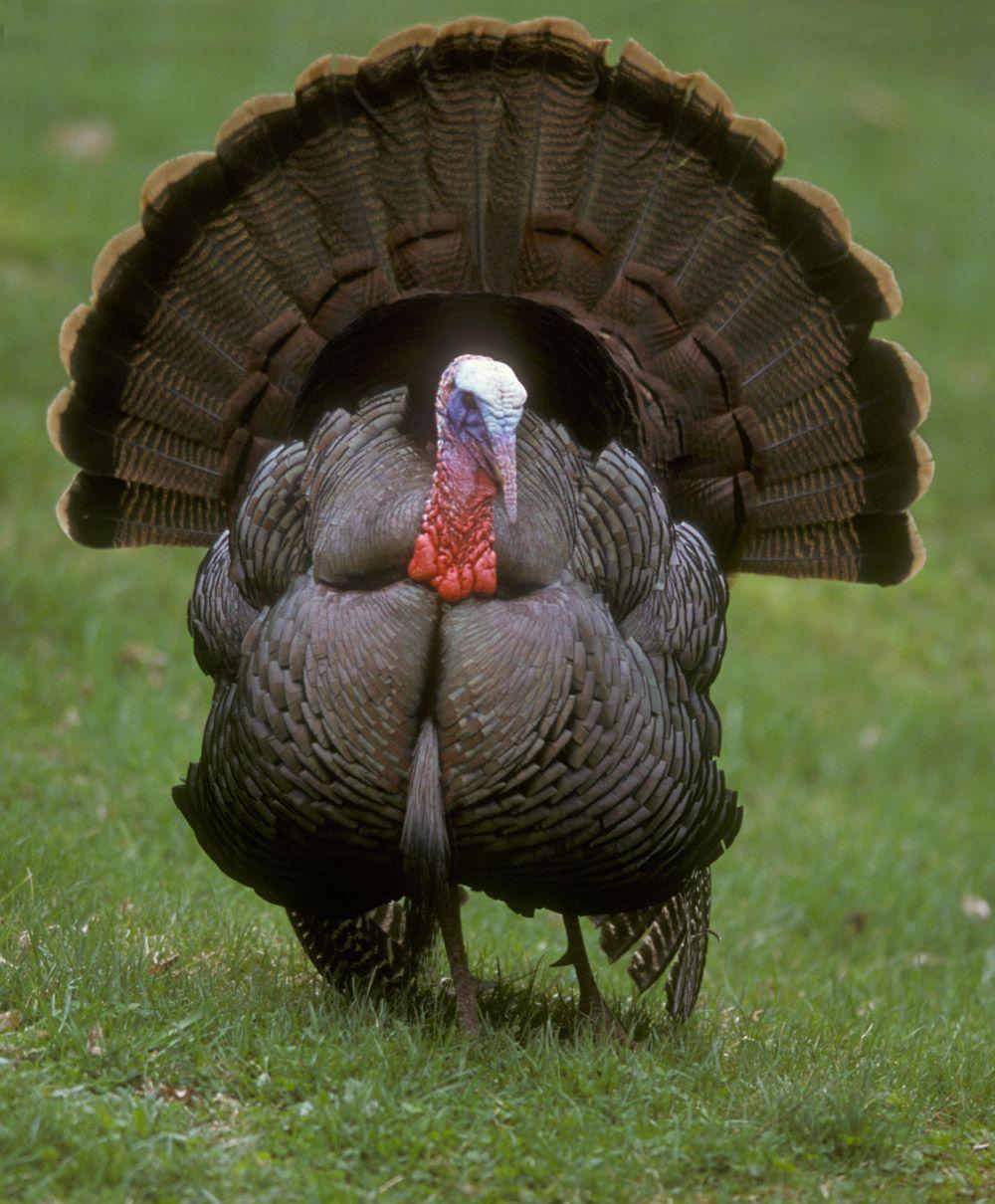 Wild Turkey Wallpapers - Top Free Wild Turkey Backgrounds - WallpaperAccess