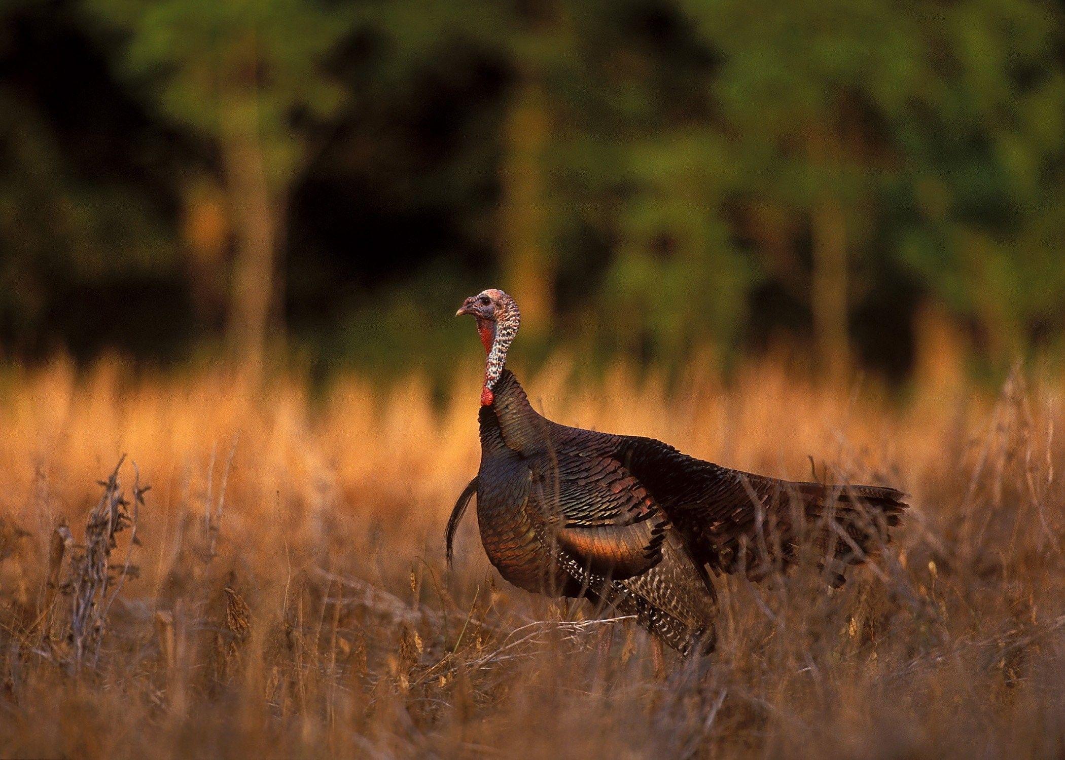 Wild Turkey Wallpapers - Top Free Wild Turkey Backgrounds - WallpaperAccess