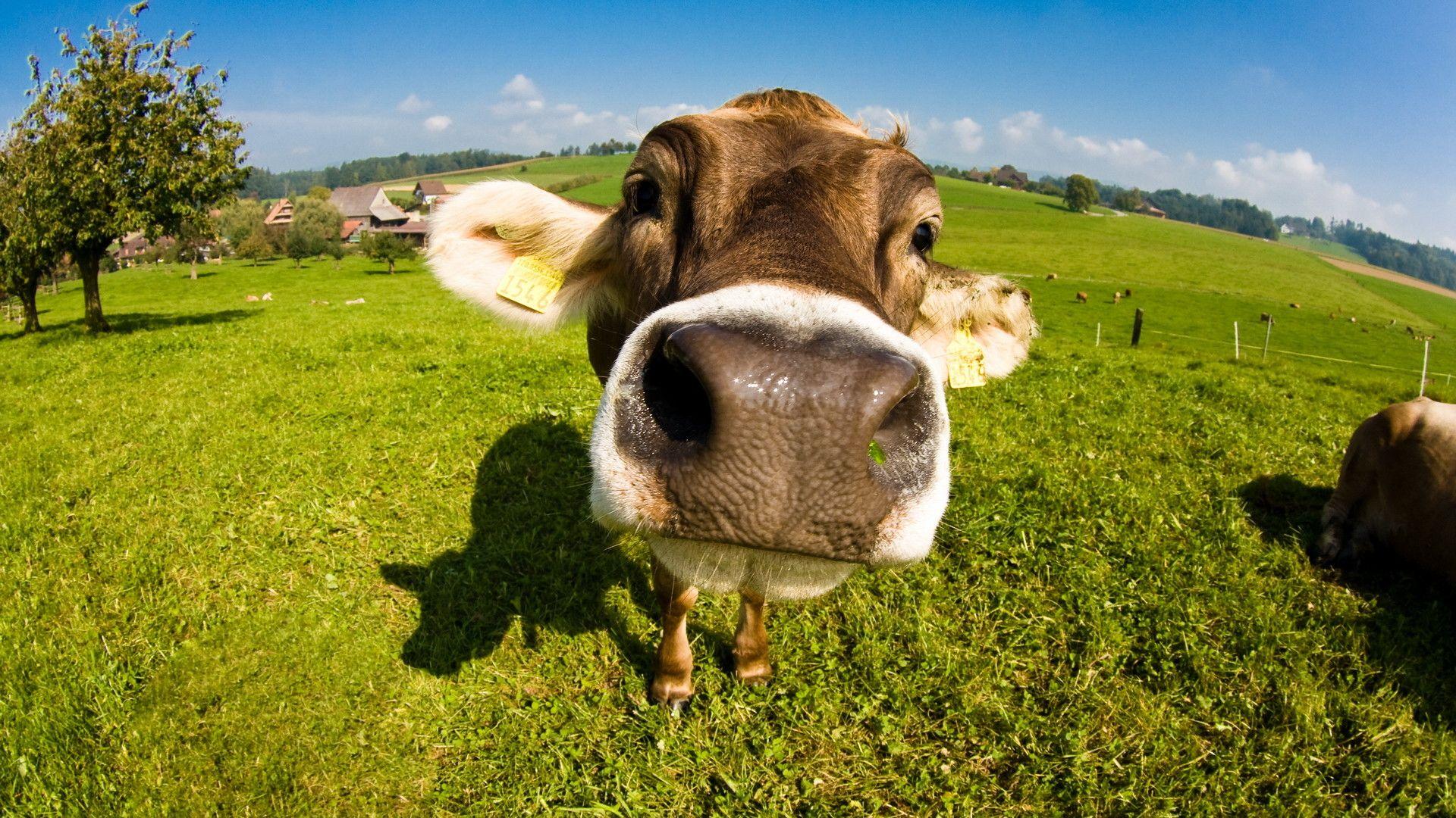 Cow Desktop Wallpapers - Top Free Cow Desktop Backgrounds - WallpaperAccess