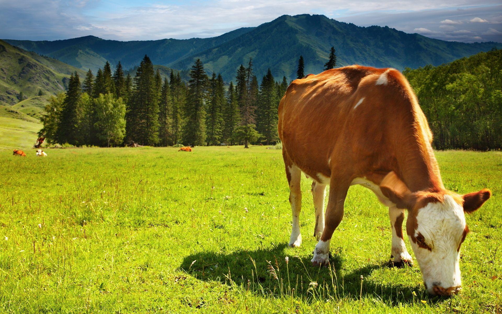 Cow Desktop Wallpapers - Top Free Cow Desktop Backgrounds - WallpaperAccess