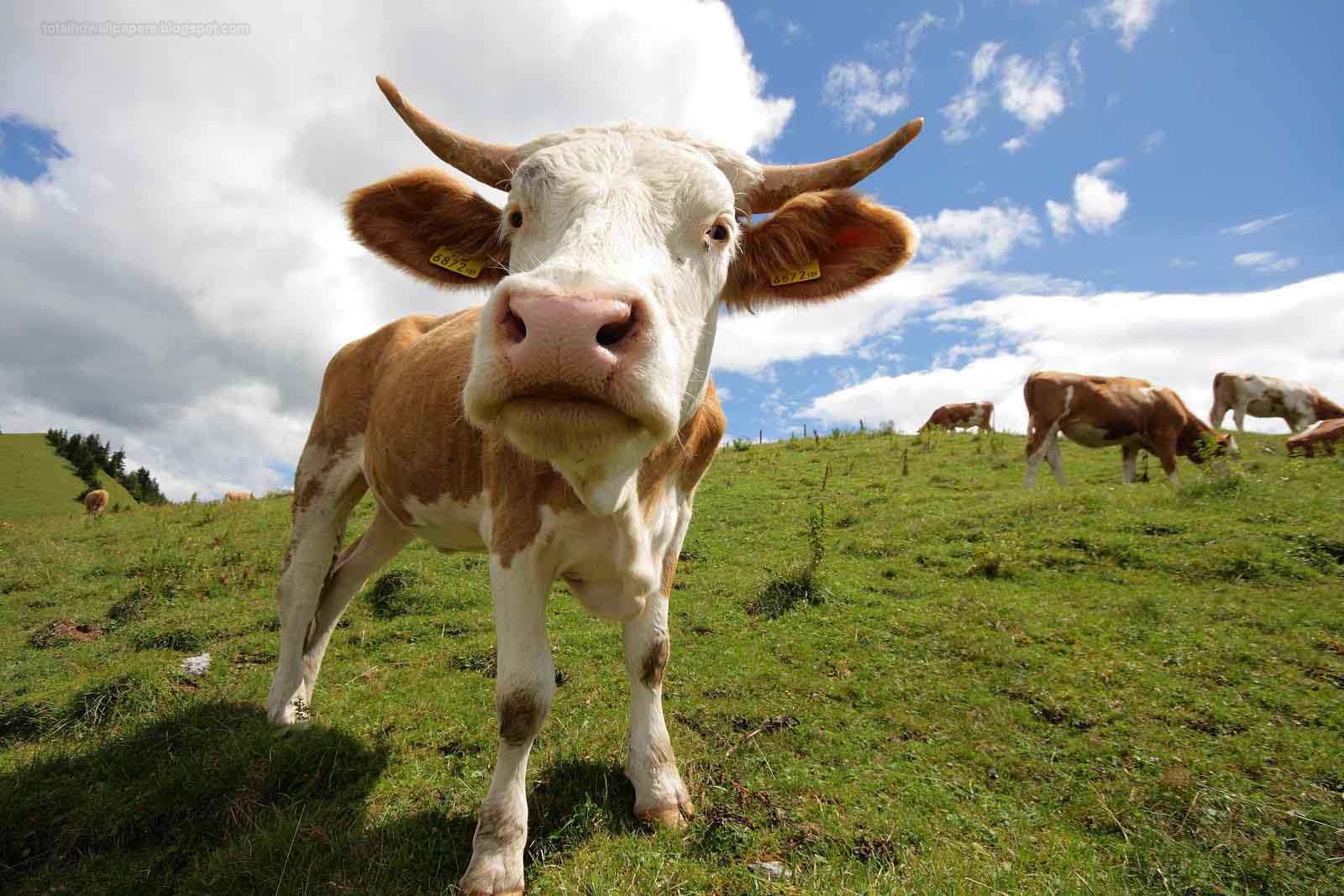 Cow Desktop Wallpapers - Top Free Cow Desktop Backgrounds - WallpaperAccess