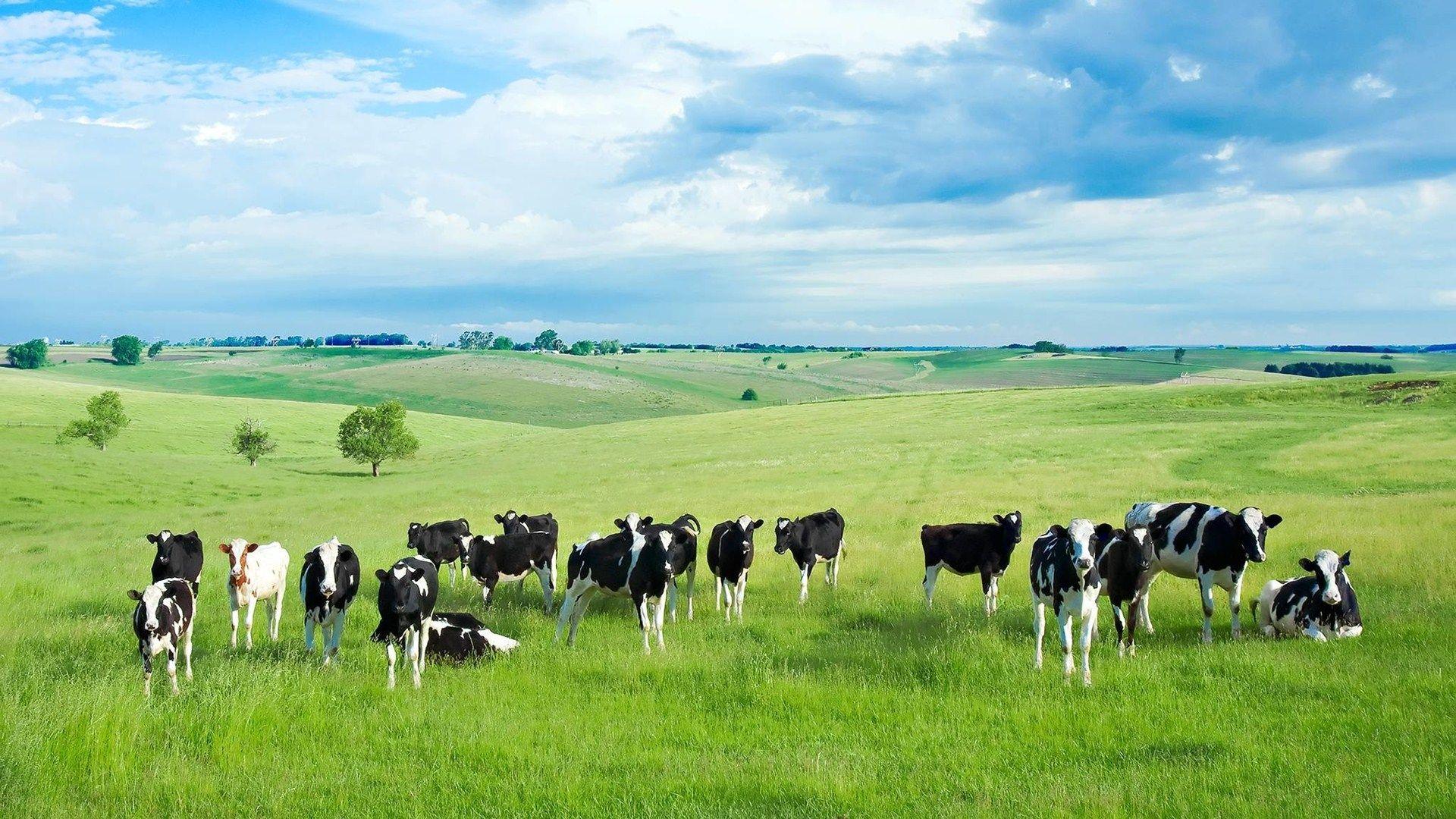 Cow Desktop Wallpapers - Top Free Cow Desktop Backgrounds - WallpaperAccess