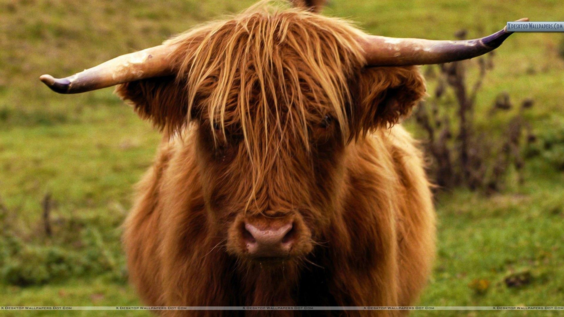 Cow Desktop Wallpapers - Top Free Cow Desktop Backgrounds - WallpaperAccess