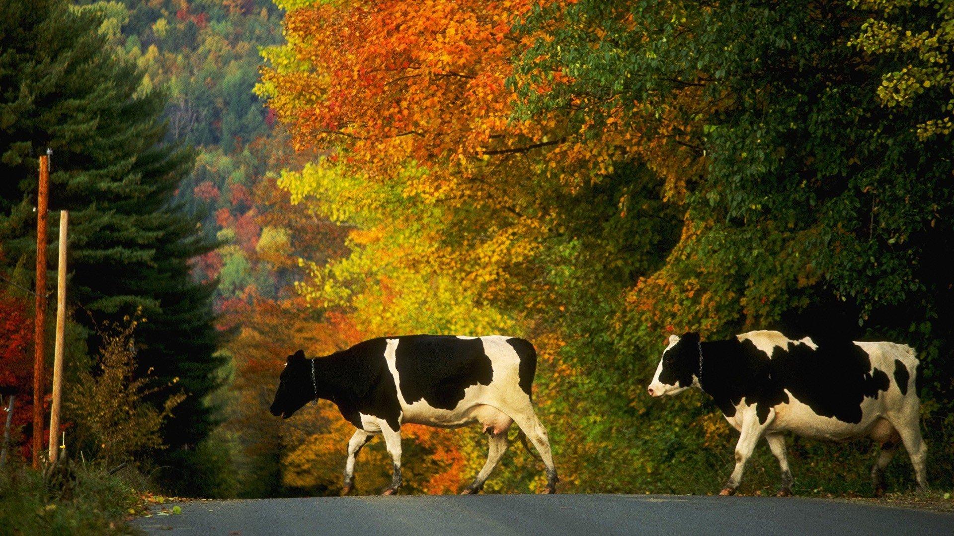 Cow Desktop Wallpapers - Top Free Cow Desktop Backgrounds - WallpaperAccess