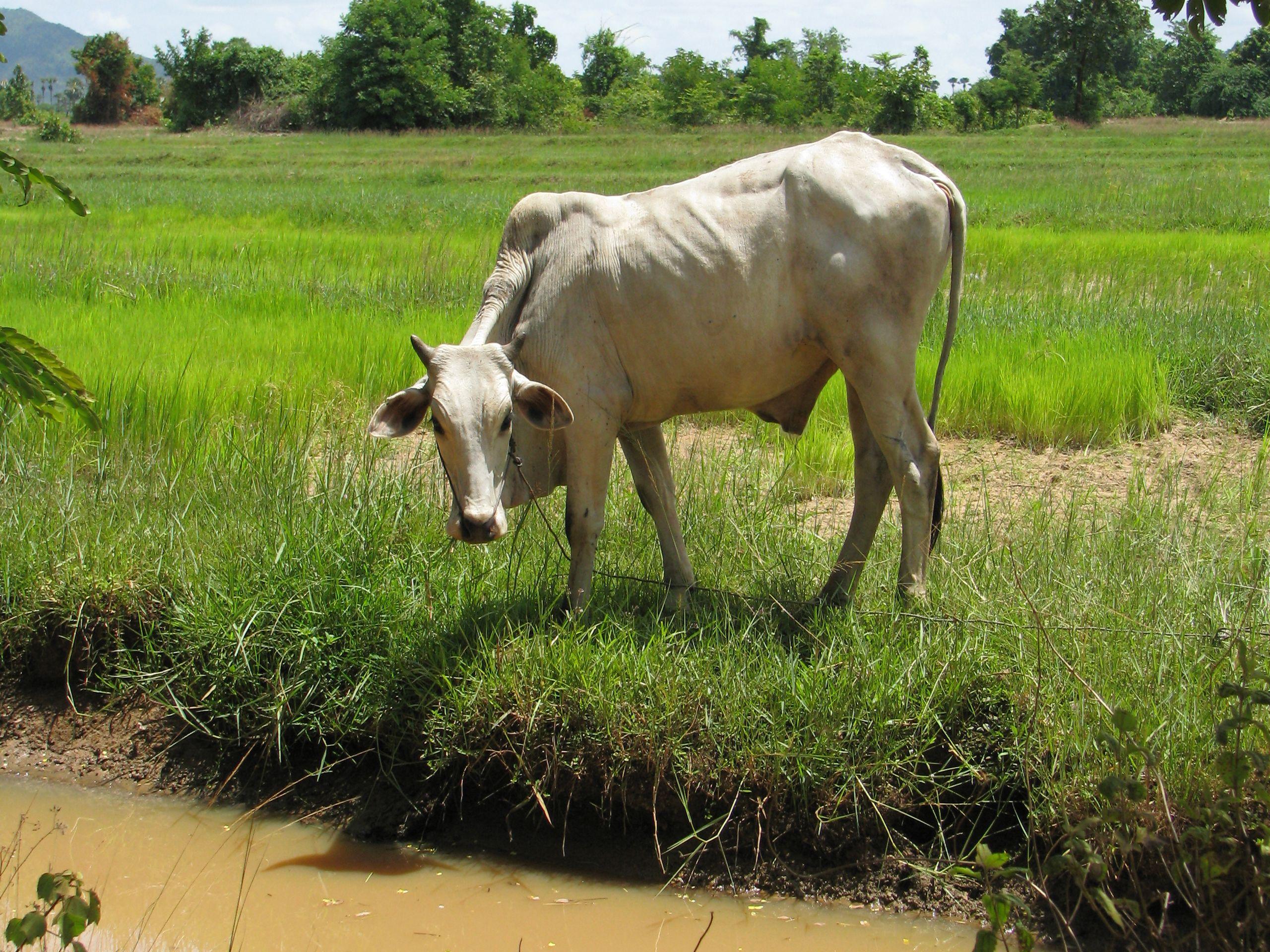 Cow Desktop Wallpapers - Top Free Cow Desktop Backgrounds - WallpaperAccess