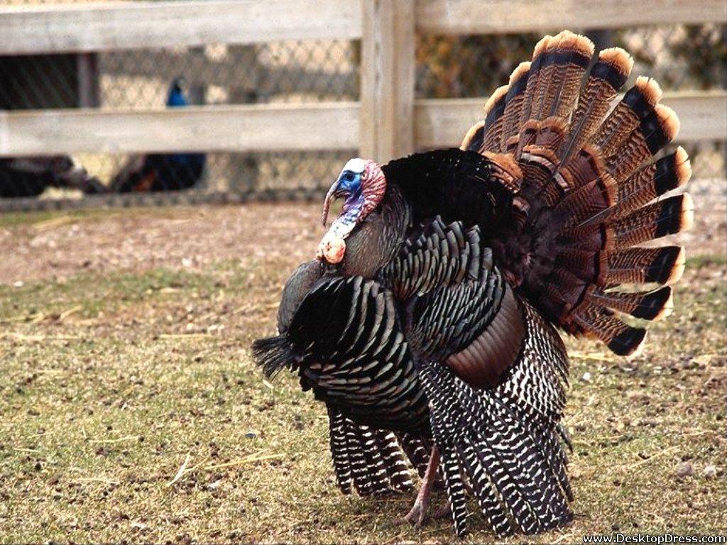 Turkey Desktop Wallpapers - Top Free Turkey Desktop Backgrounds ...