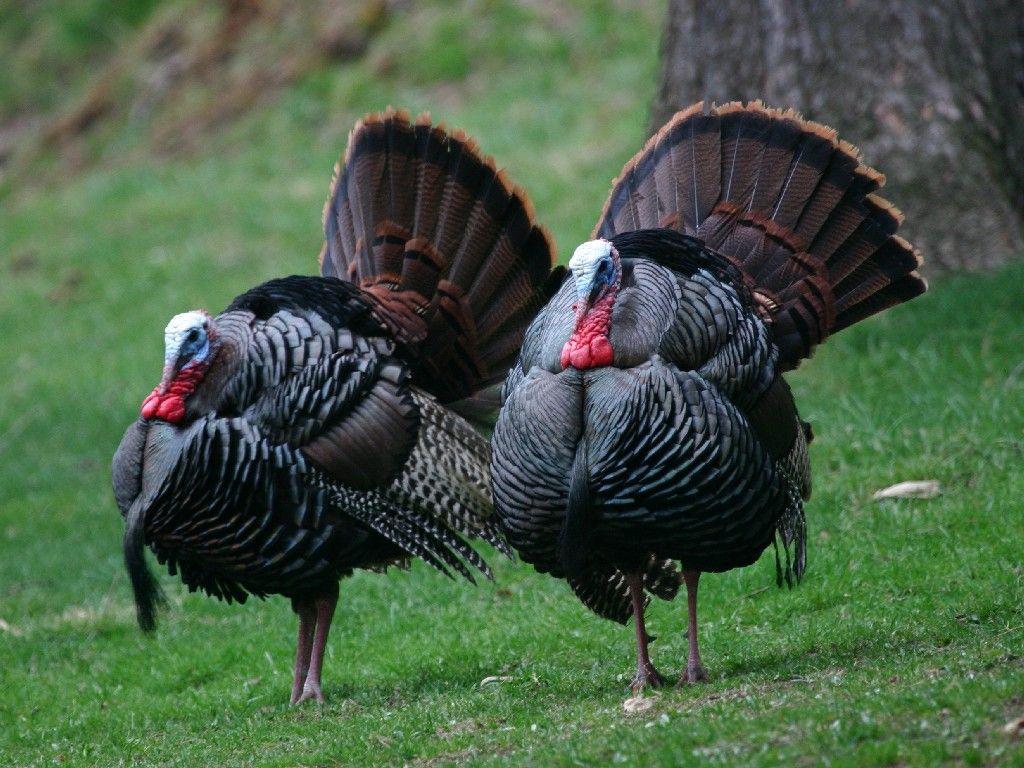 Wild Turkey Wallpapers - Top Free Wild Turkey Backgrounds - WallpaperAccess