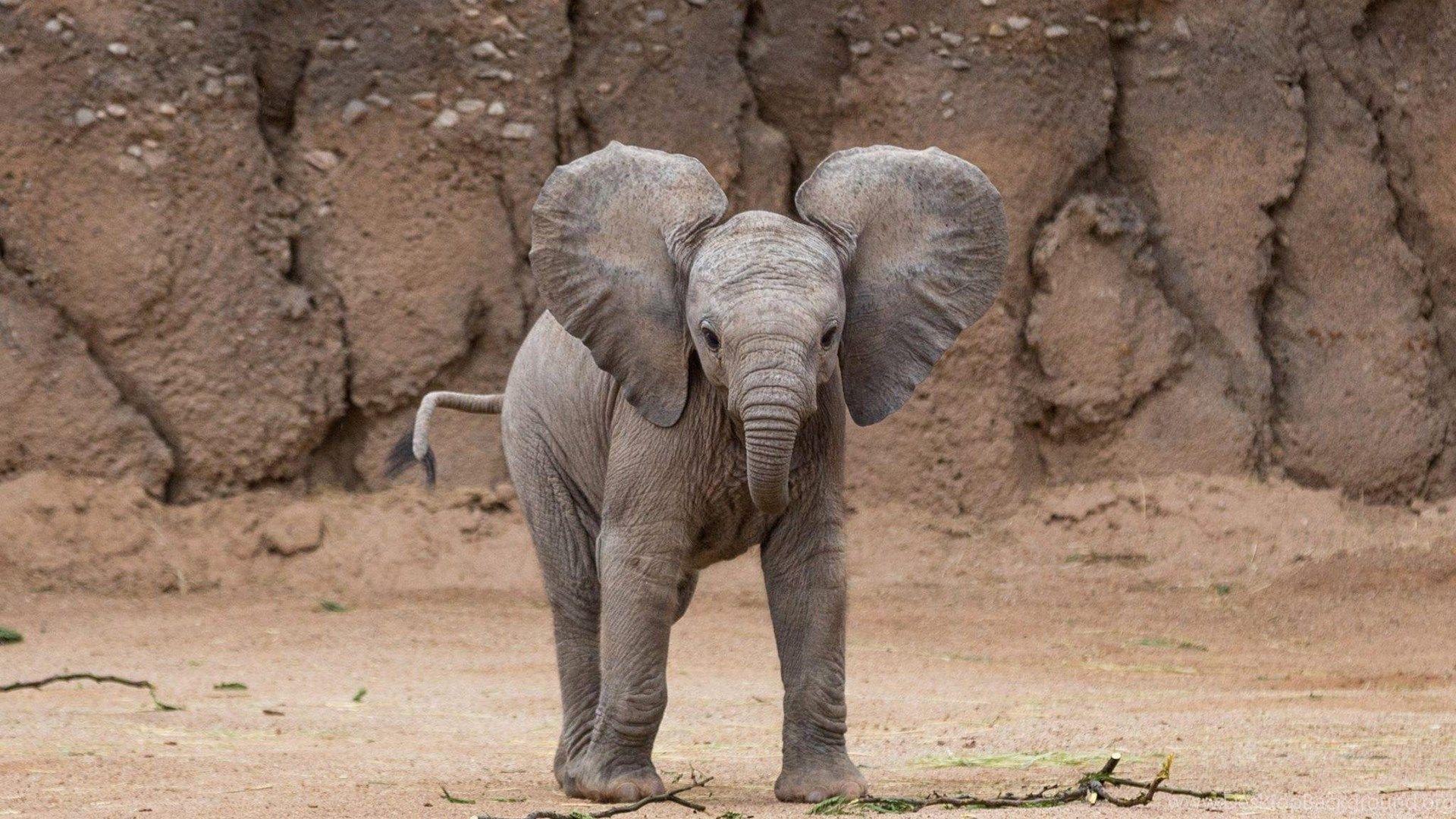 Baby Elephant HD Wallpapers - Top Free Baby Elephant HD Backgrounds ...