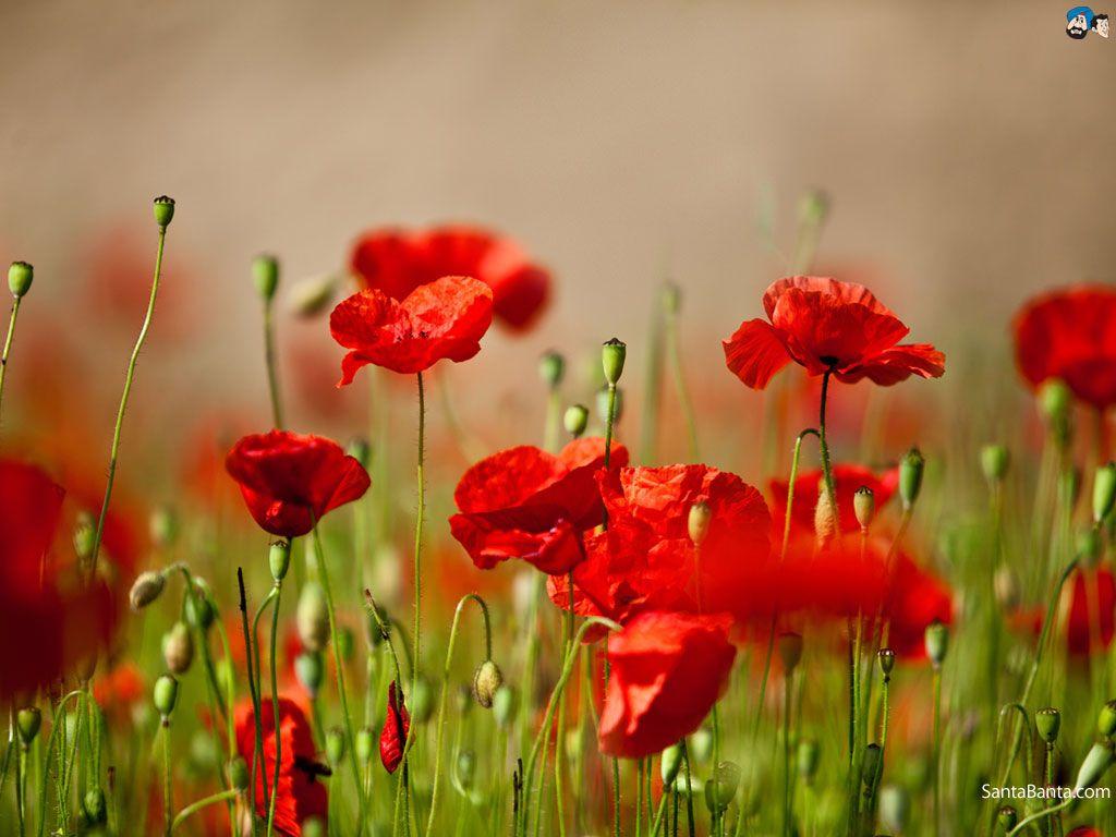 Poppies Wallpapers - Top Free Poppies Backgrounds - WallpaperAccess