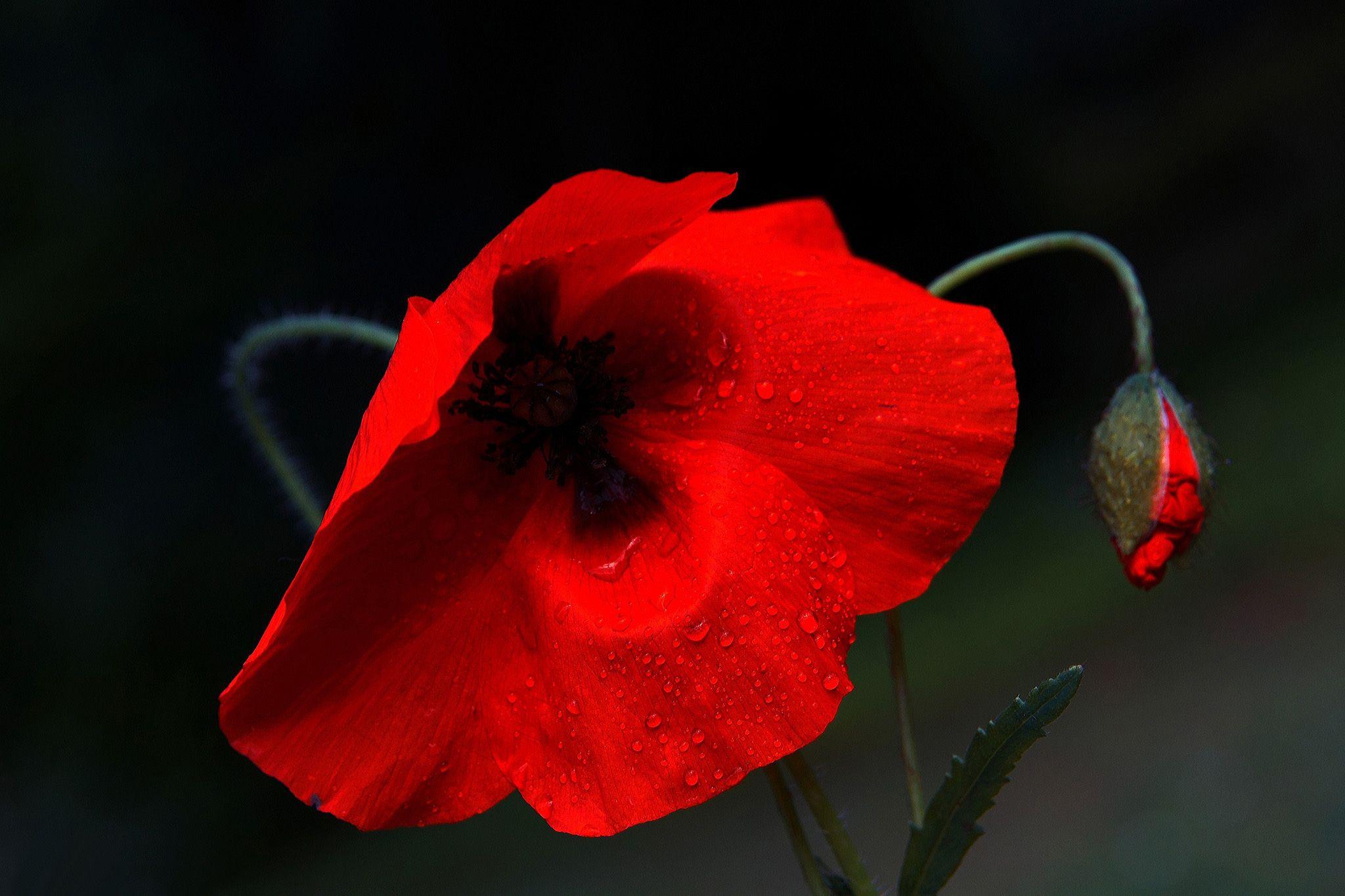 Poppies Wallpapers - Top Free Poppies Backgrounds - WallpaperAccess