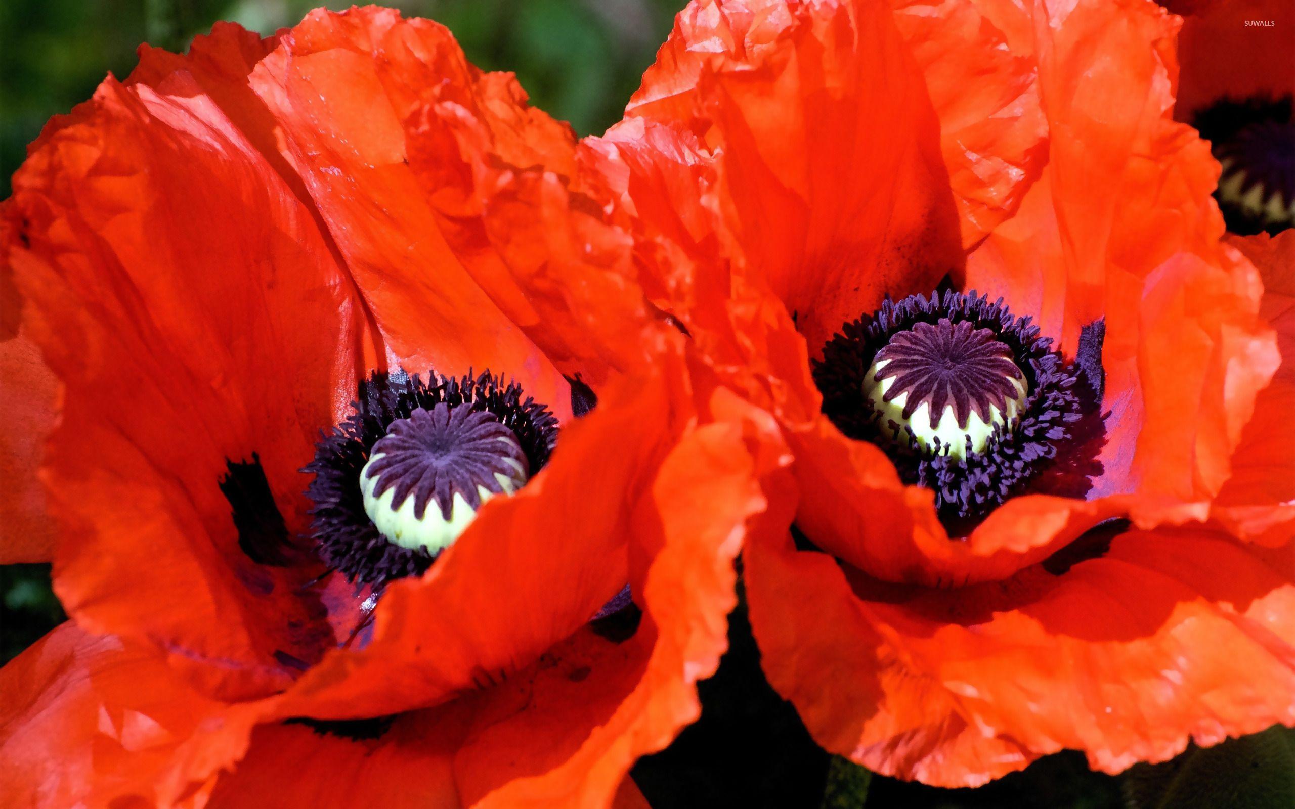 Poppies Wallpapers - Top Free Poppies Backgrounds - WallpaperAccess