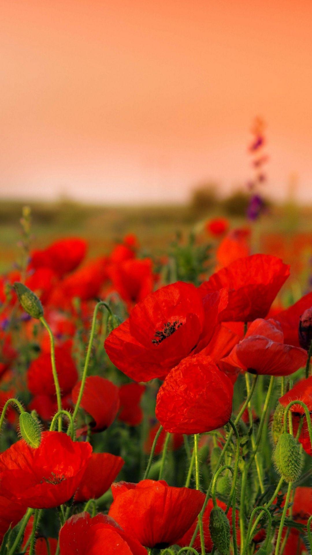 Poppy Field Wallpapers - Top Free Poppy Field Backgrounds - WallpaperAccess