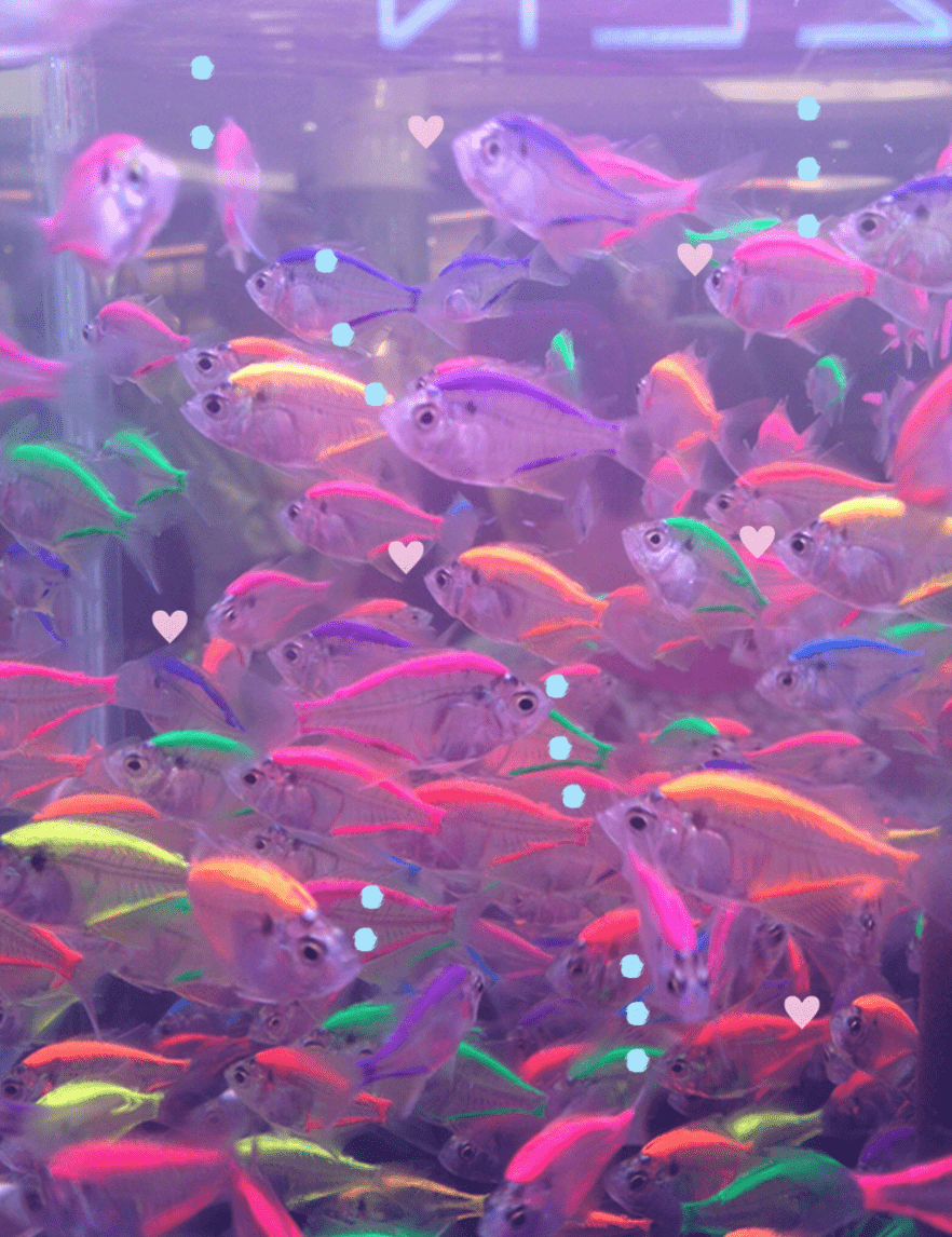 Aesthetic Fish Wallpapers - Top Free Aesthetic Fish Backgrounds ...