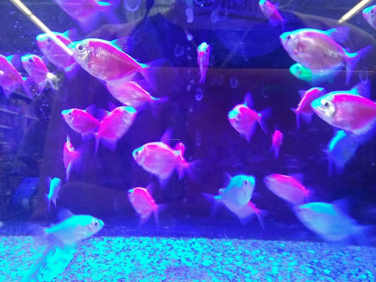 Neon Fish Wallpapers - Top Free Neon Fish Backgrounds - WallpaperAccess