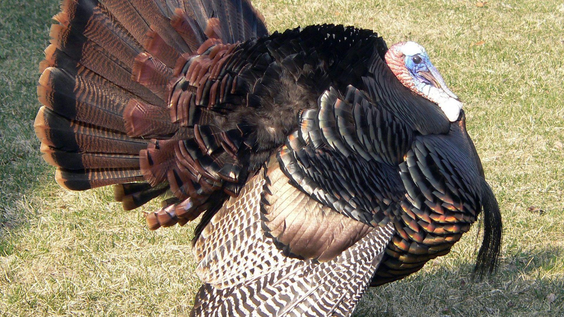 Cute Baby Thanksgiving Turkey Wallpapers - Top Free Cute Baby ...