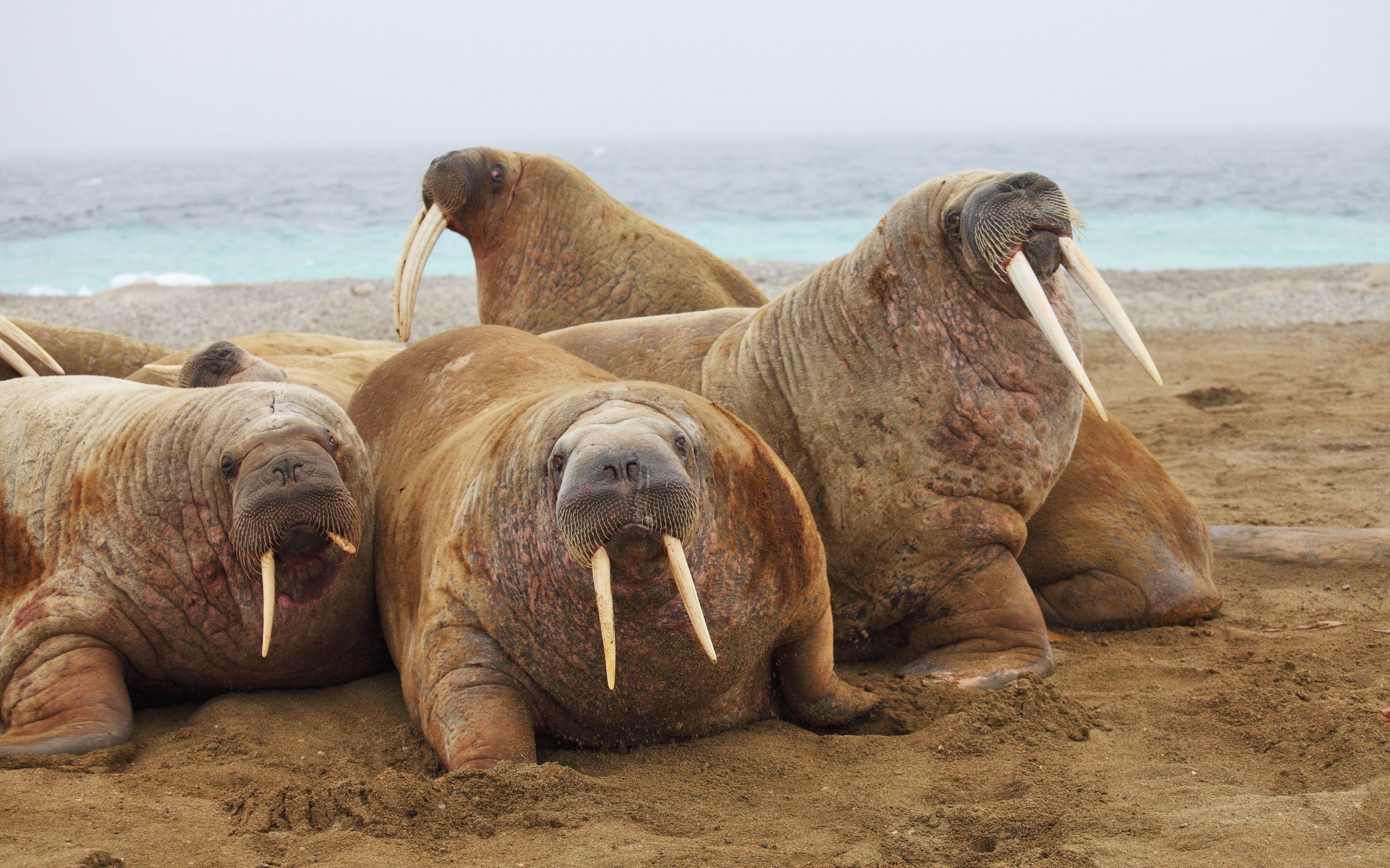 Walrus Wallpapers - Top Free Walrus Backgrounds - WallpaperAccess