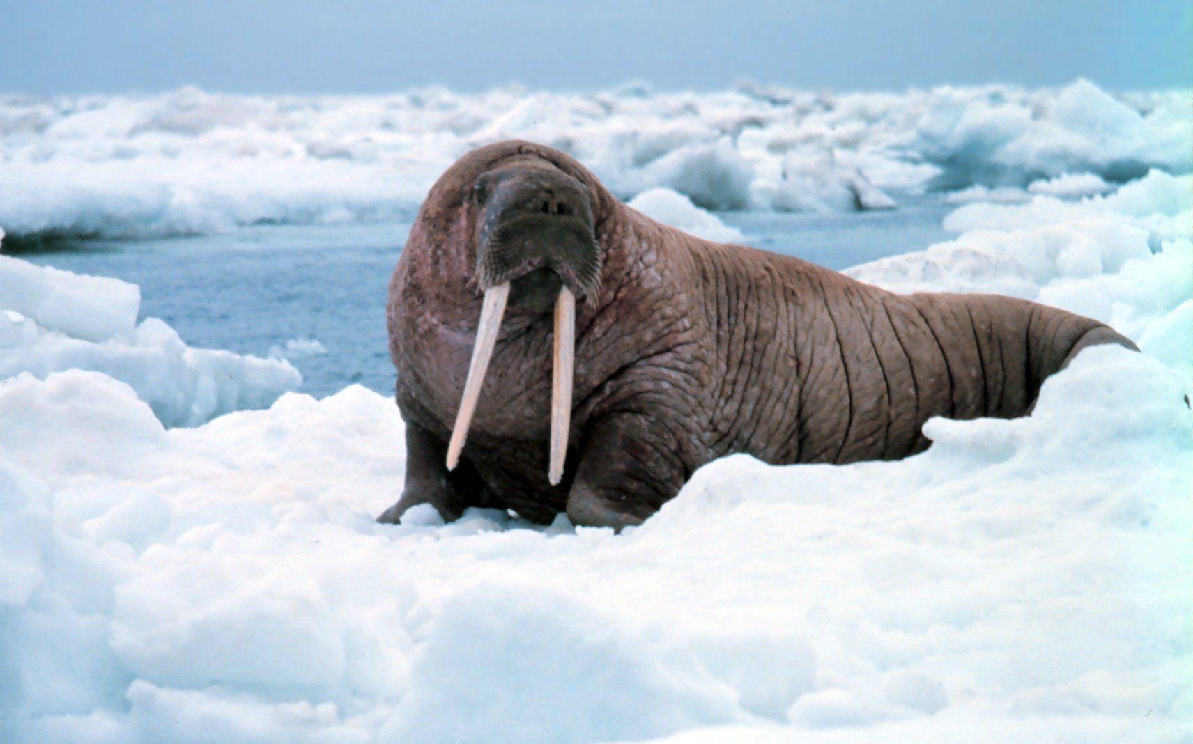 Walrus Wallpapers - Top Free Walrus Backgrounds - WallpaperAccess