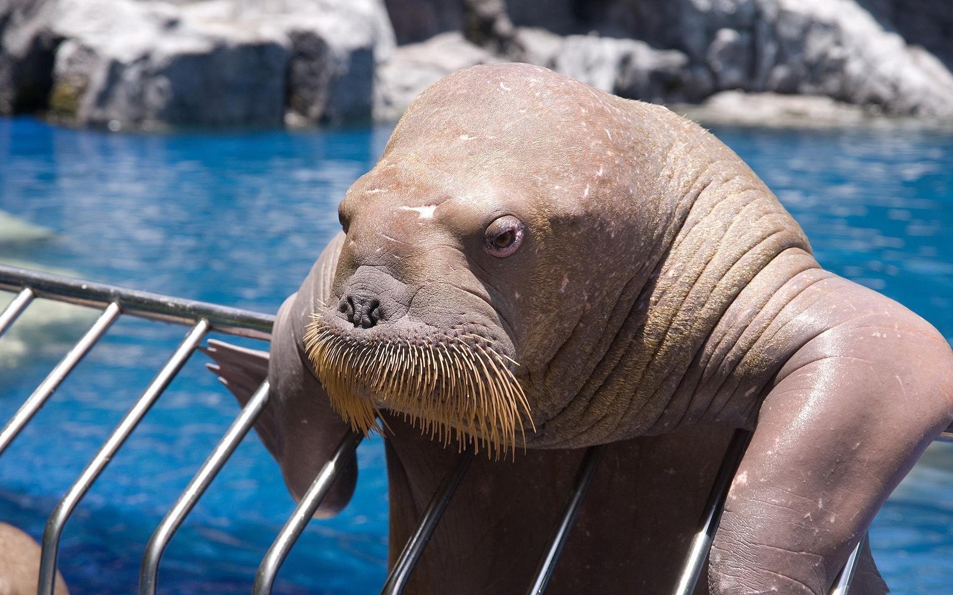 Walrus Wallpapers - Top Free Walrus Backgrounds - WallpaperAccess