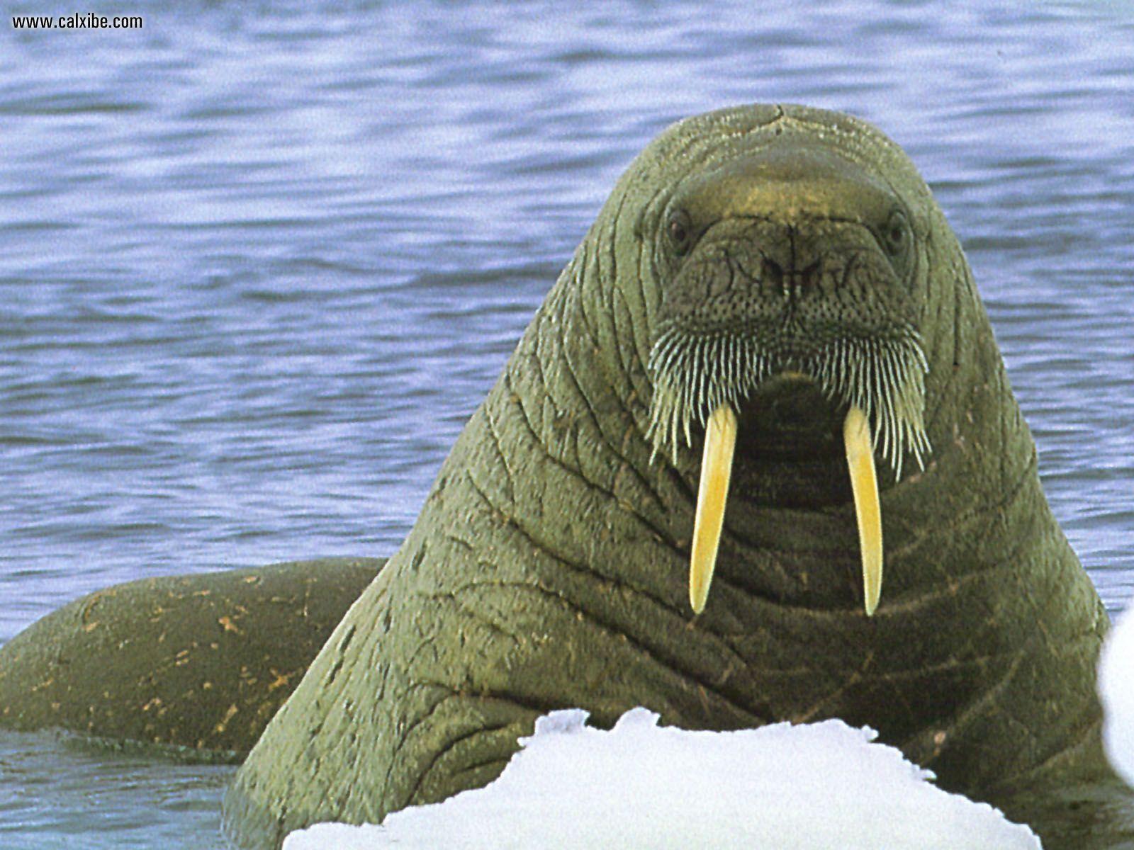 Walrus Wallpapers - Top Free Walrus Backgrounds - WallpaperAccess
